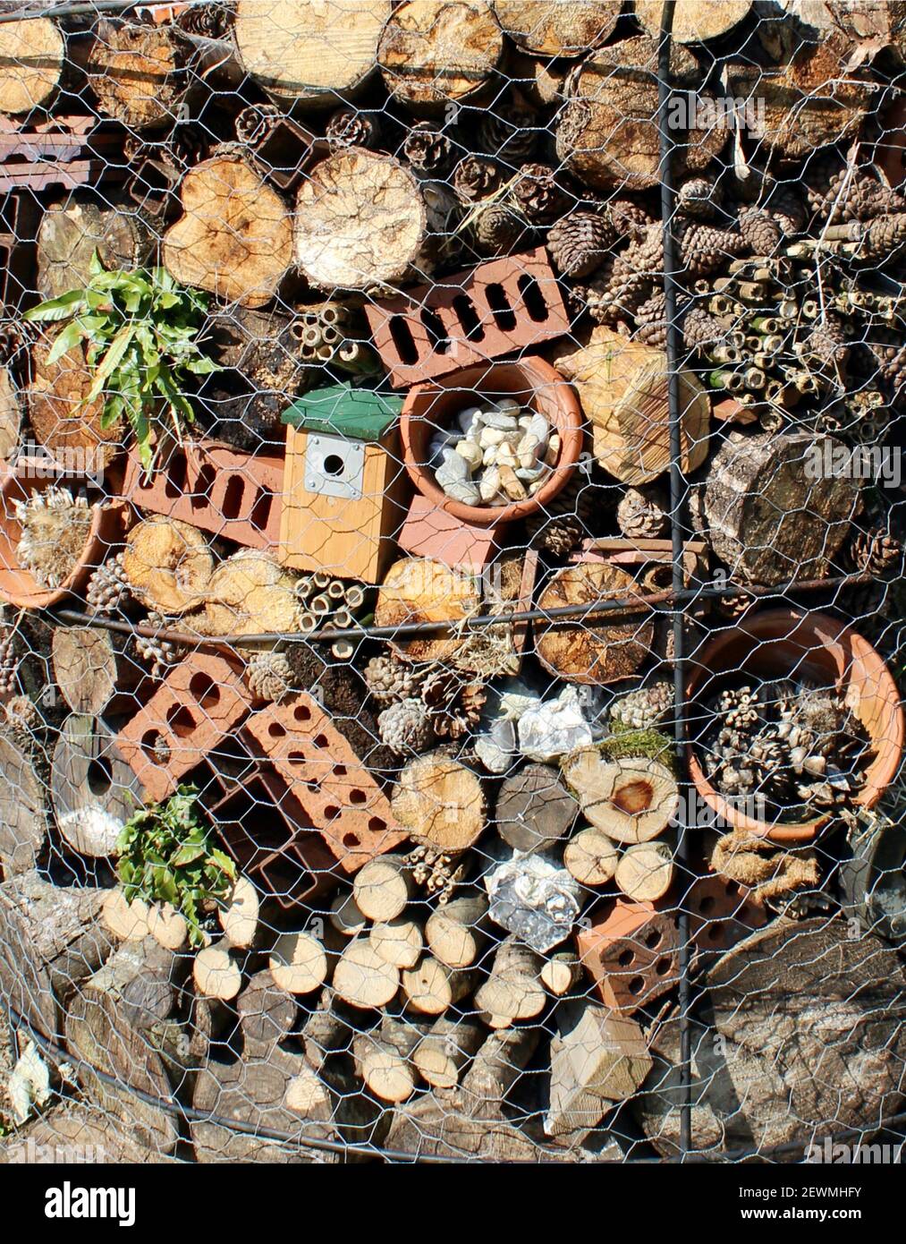 Habitat prezioso per gli insetti immagini e fotografie stock ad alta ...