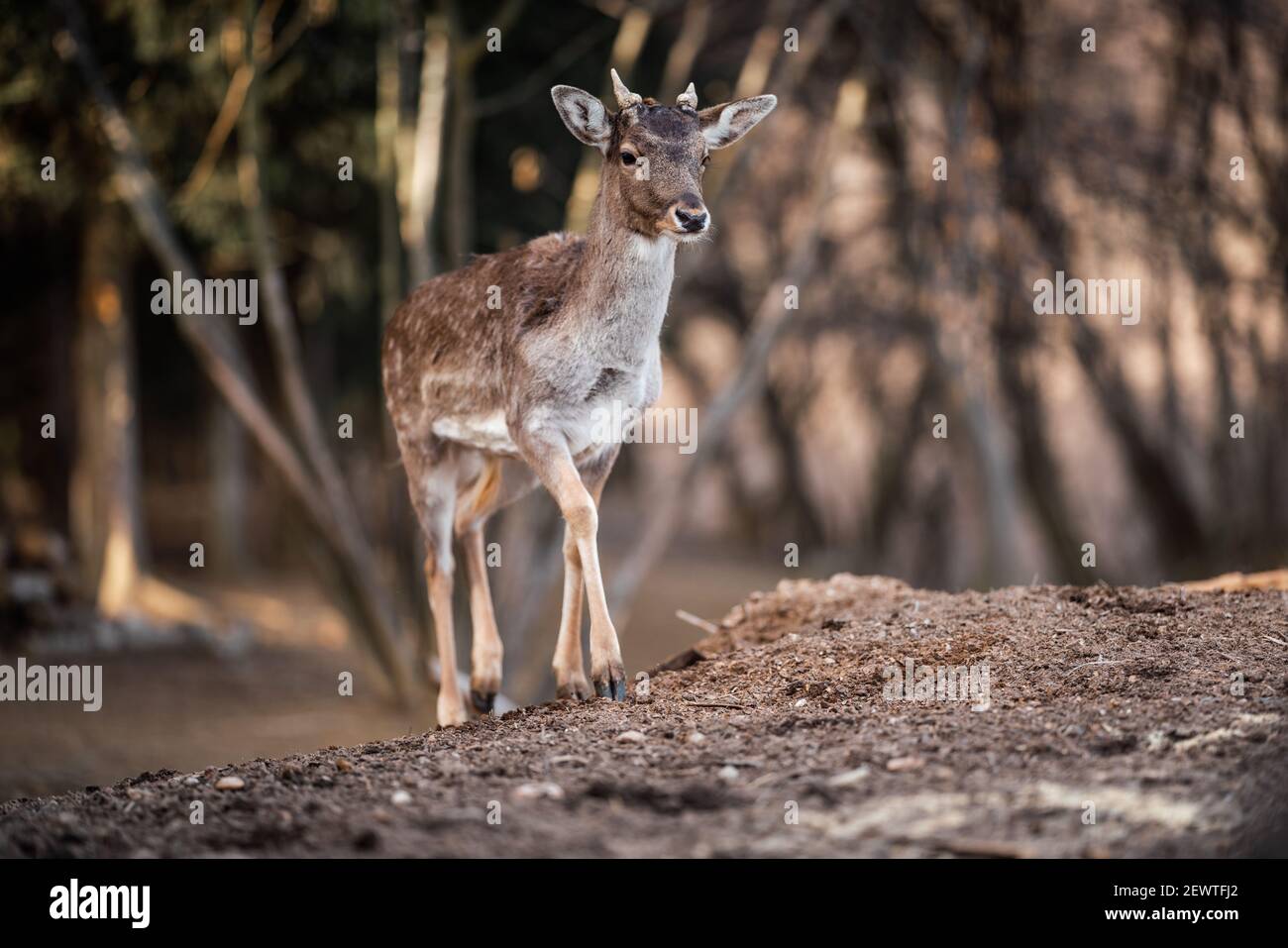 Animali Del Bosco Immagini e Fotos Stock - Alamy