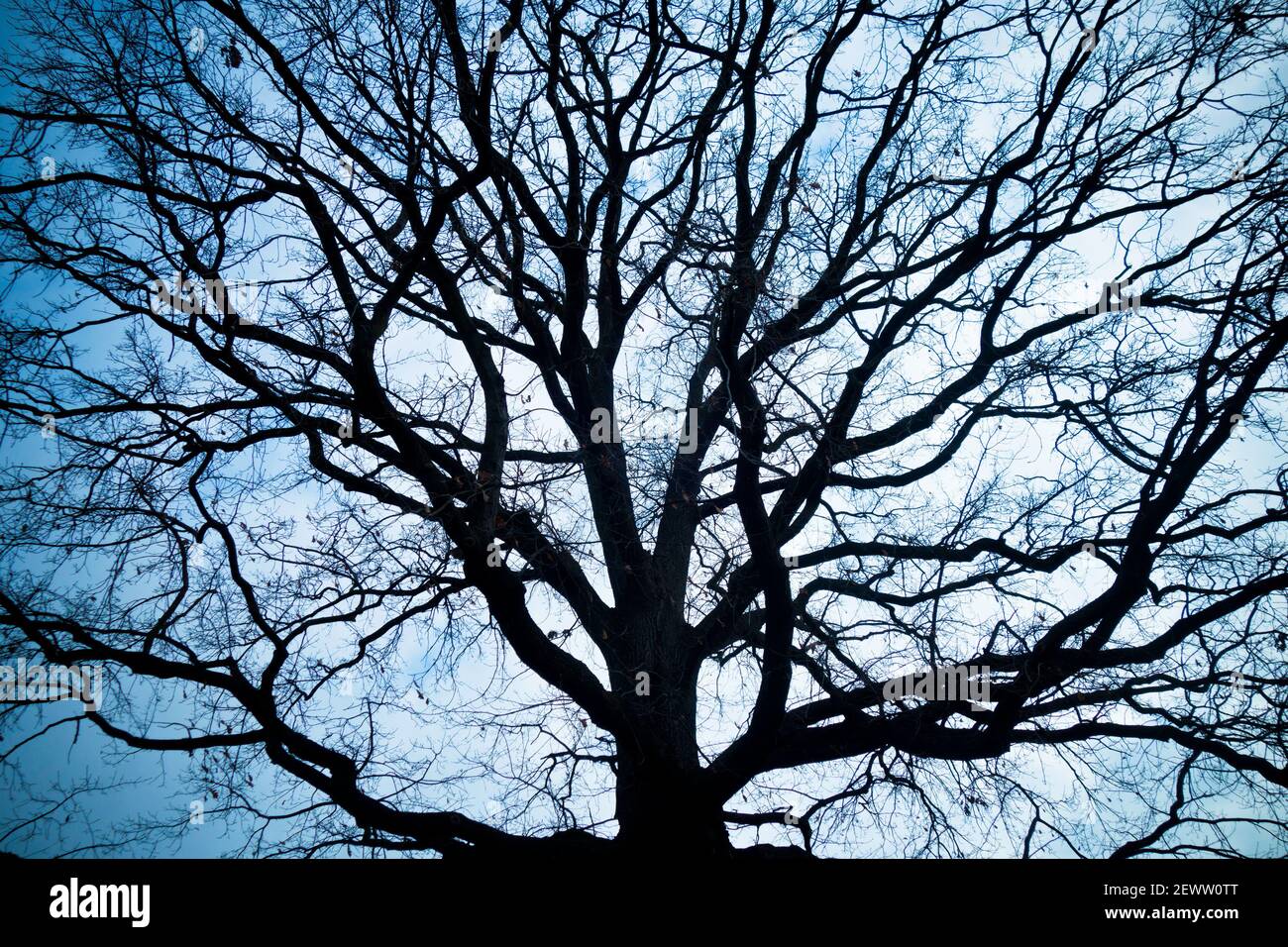 Rami silhouette immagini e fotografie stock ad alta risoluzione - Alamy