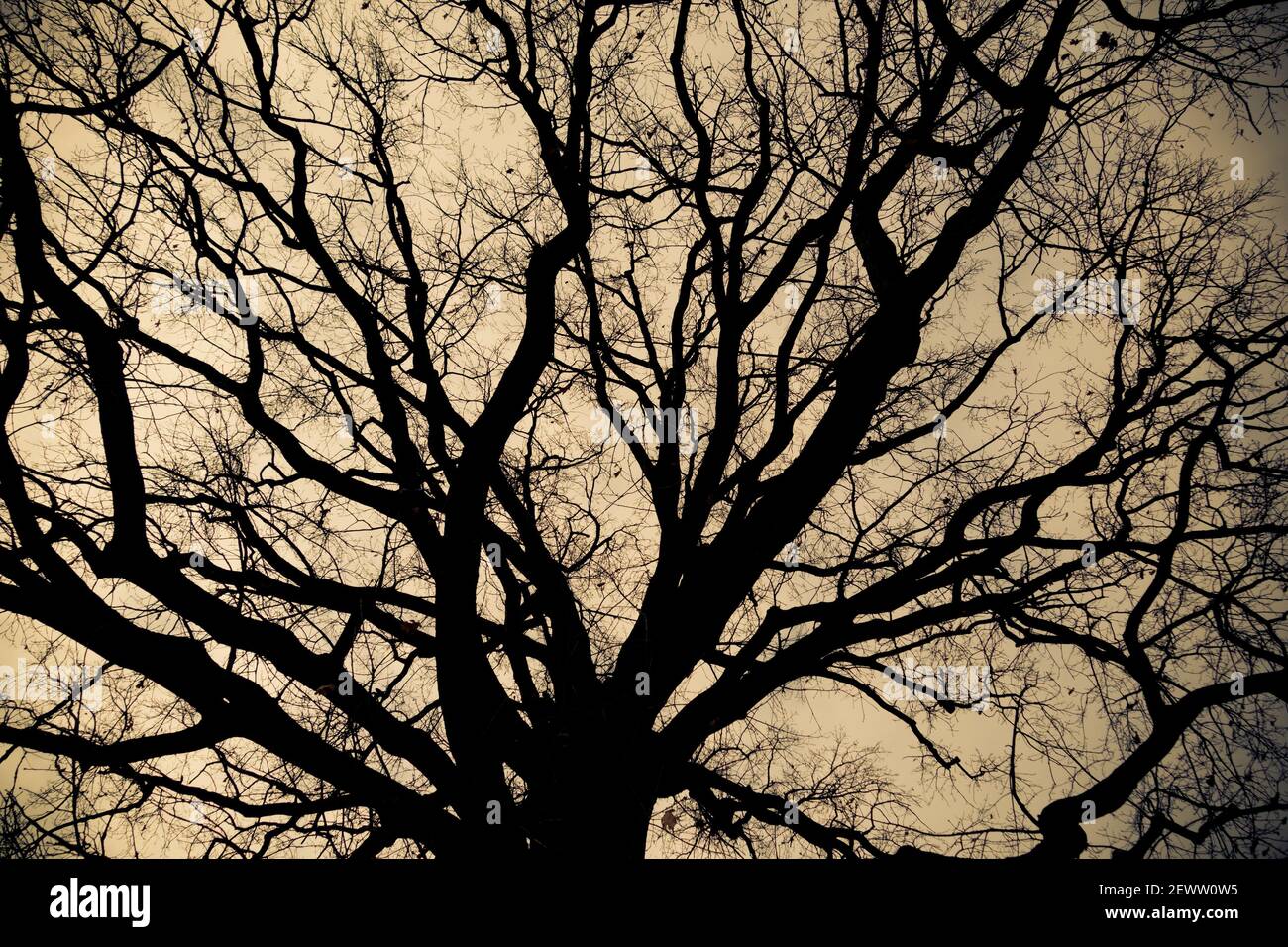 Rami silhouette immagini e fotografie stock ad alta risoluzione - Alamy