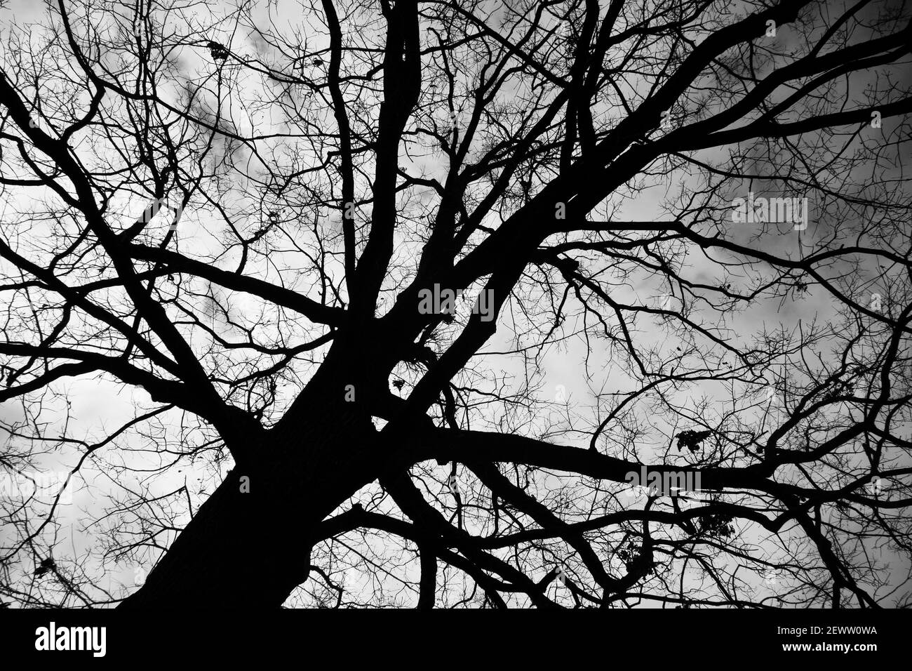 Sagoma di rami di un albero Foto e Immagini Stock in Bianco e Nero - Alamy