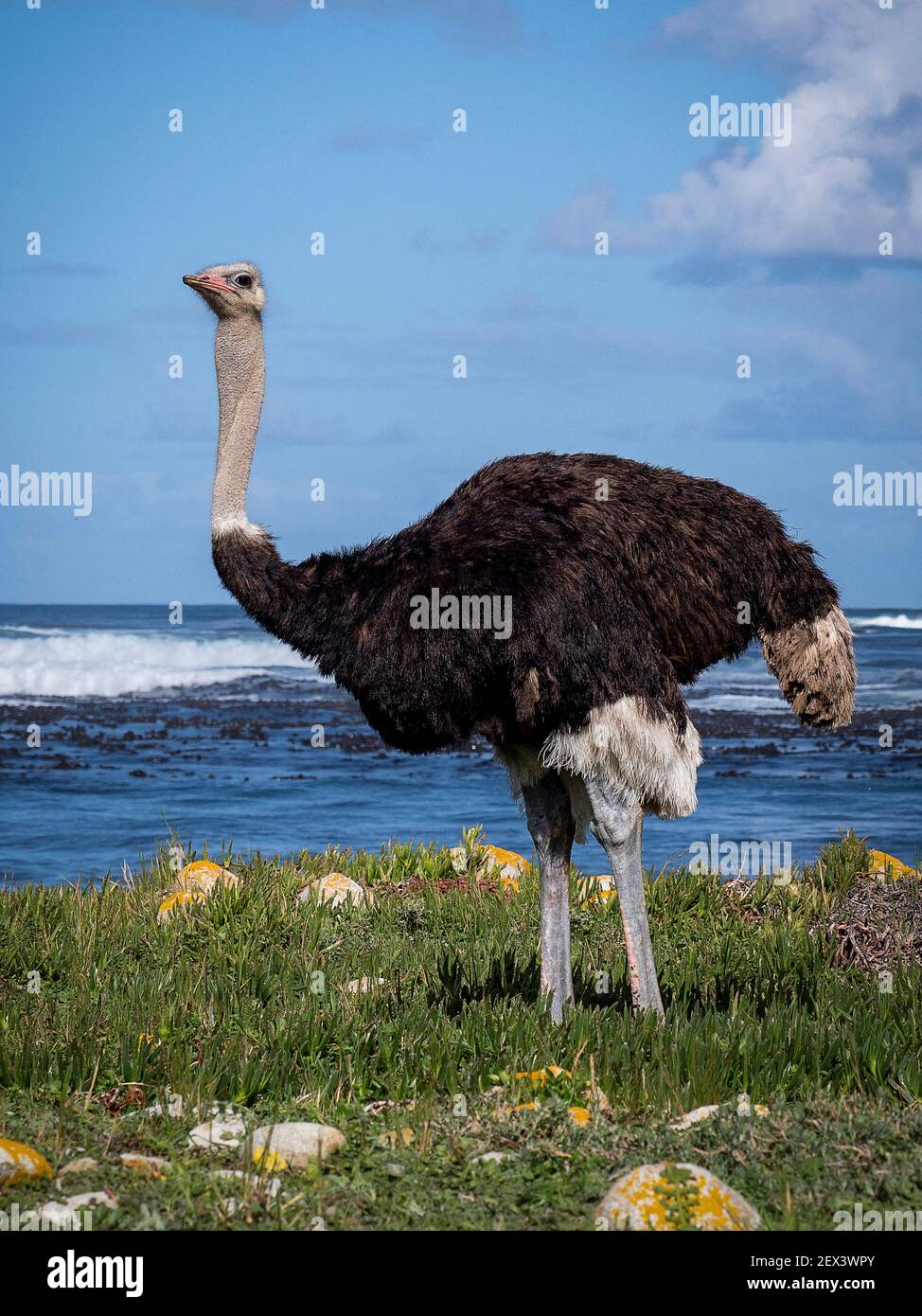 Linea Di Struzzo Comune Immagini e Fotos Stock - Alamy