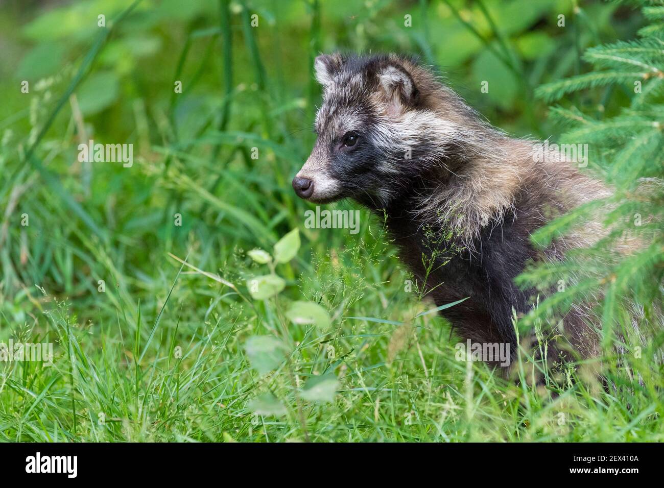 Cani procione immagini e fotografie stock ad alta risoluzione - Alamy
