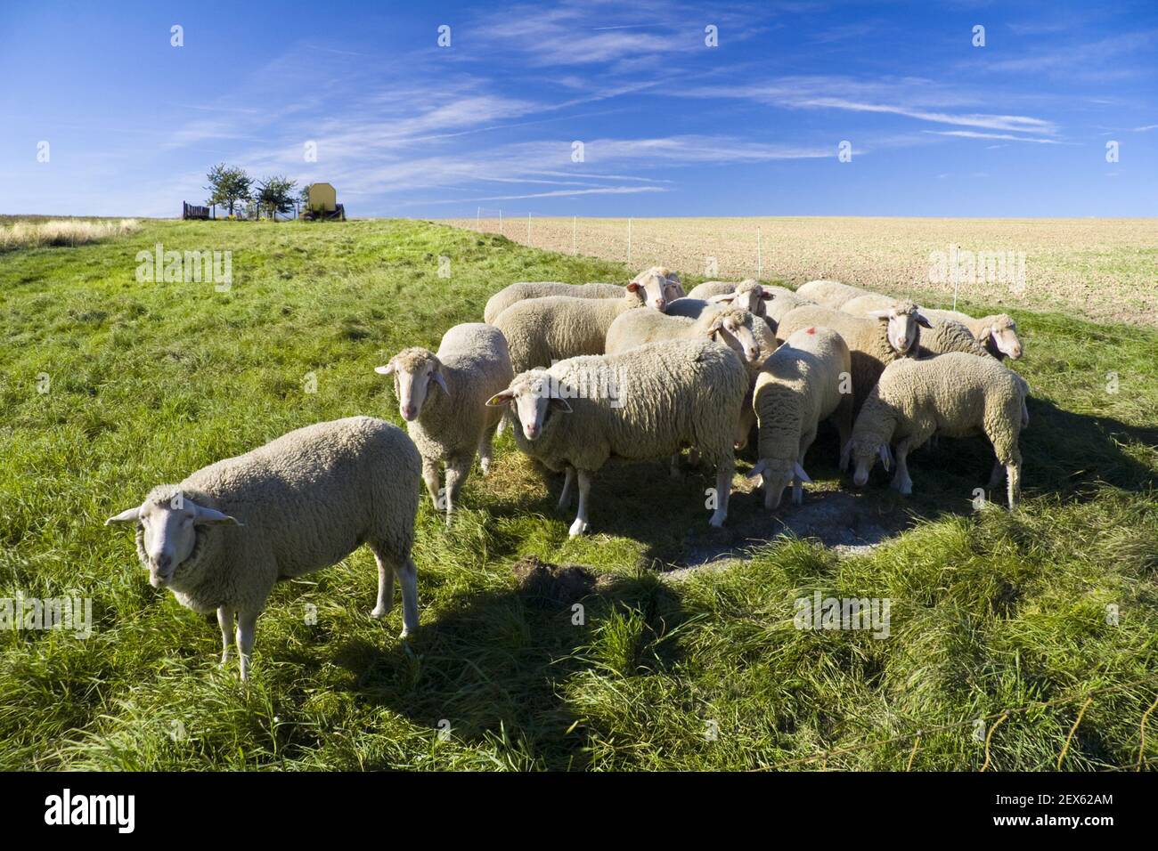 Guidato di pecore immagini e fotografie stock ad alta risoluzione - Alamy