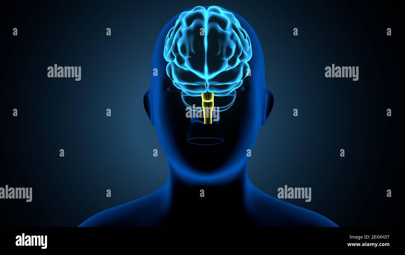 Anatomia delle parti interne del cervello umano. Illustrazione 3D Foto ...