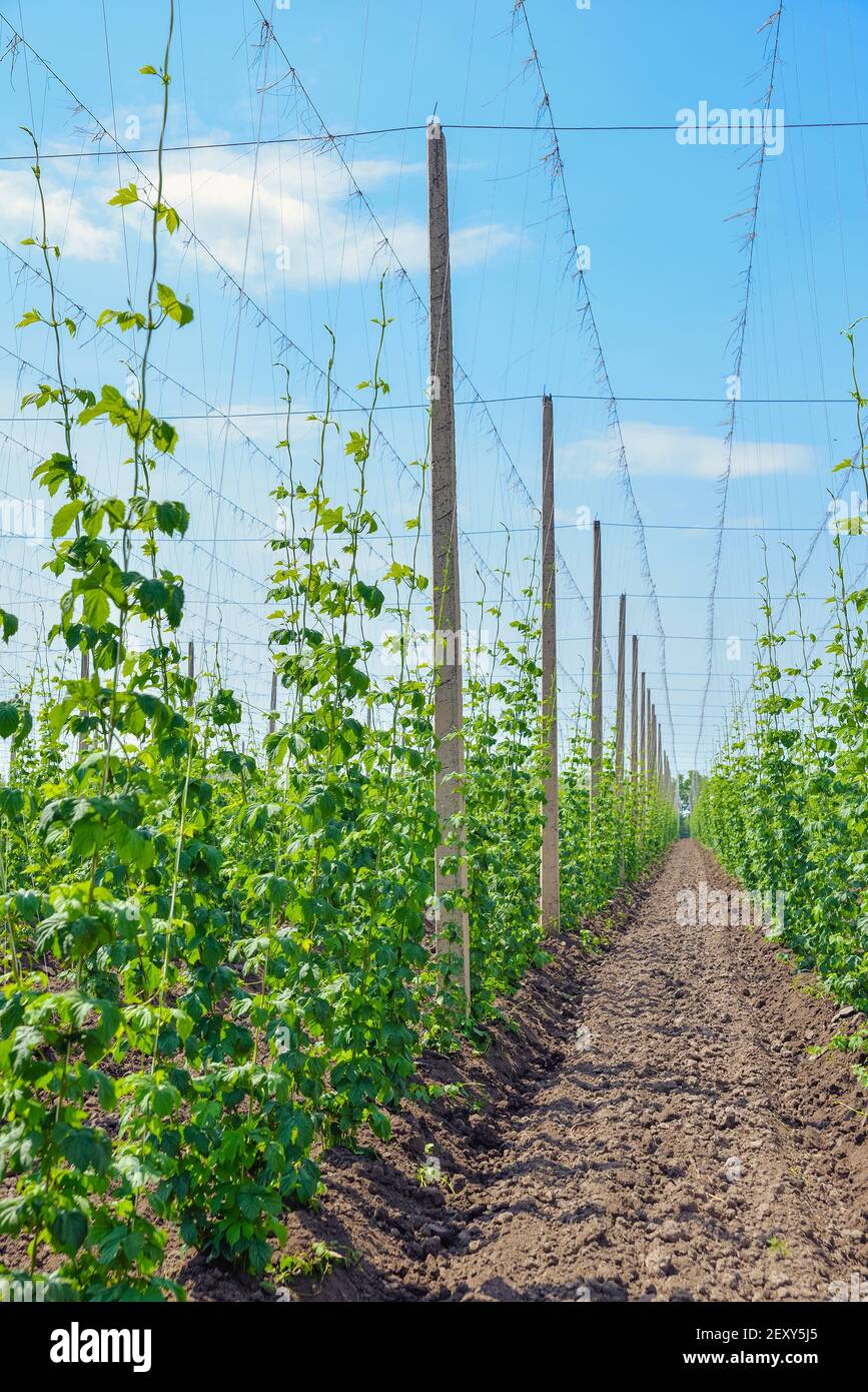 Giovane pianta da luppolo immagini e fotografie stock ad alta ...