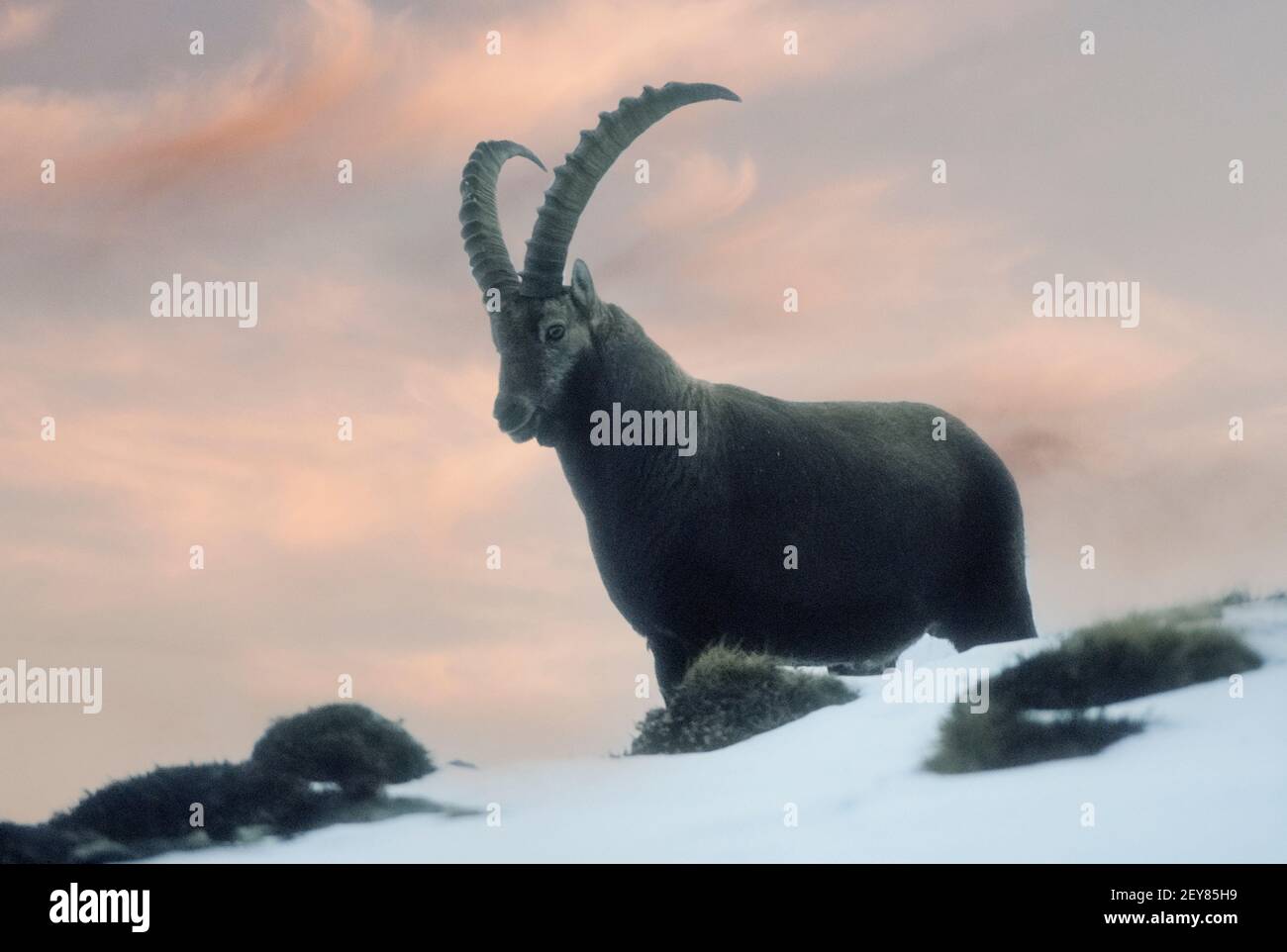 Fauna selvatica delle alpi immagini e fotografie stock ad alta ...