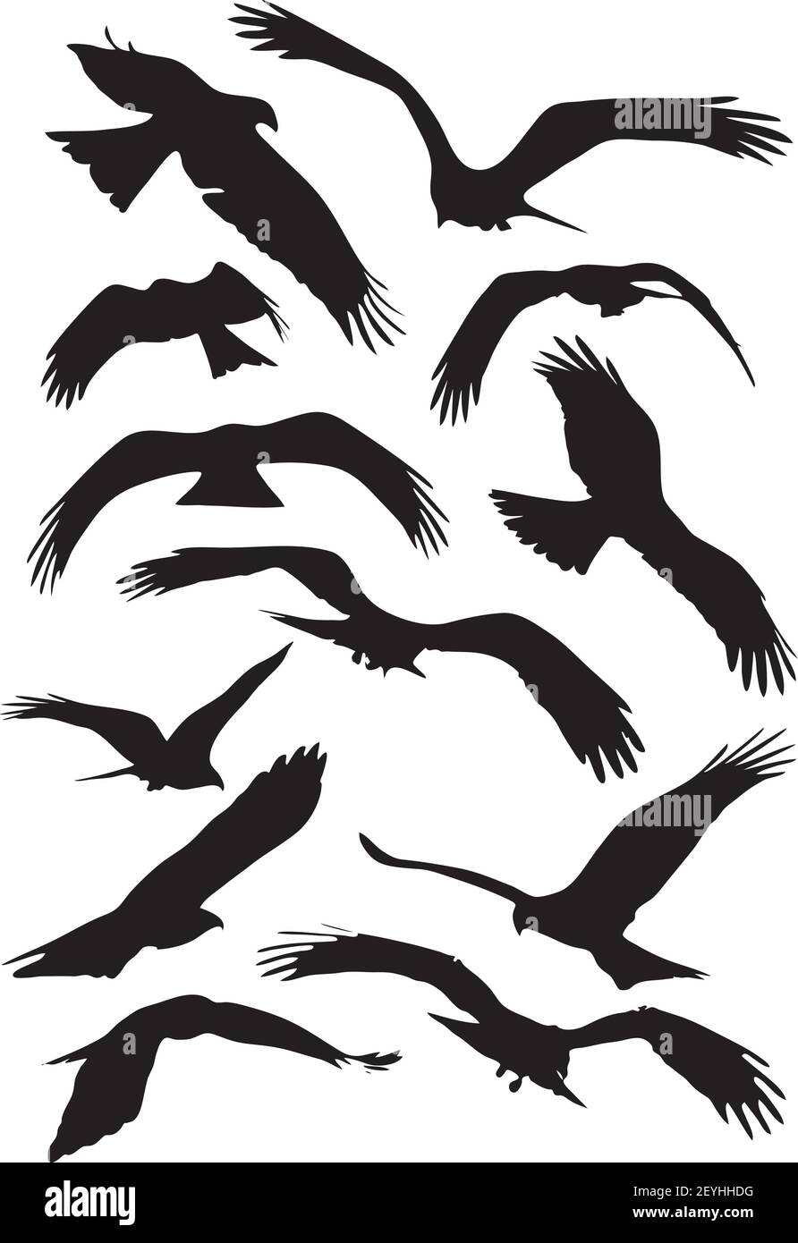 Set di sagome con le ombre degli uccelli delle aquile Immagine e ...