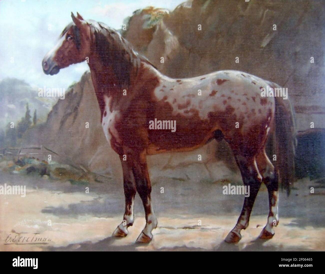Cavallo pinzgauer immagini e fotografie stock ad alta risoluzione - Alamy