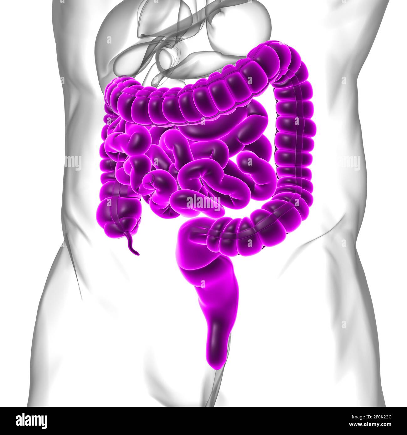 Illustrazione 3D dell'intestino tenue e dell'intestino tenue Anatomia ...