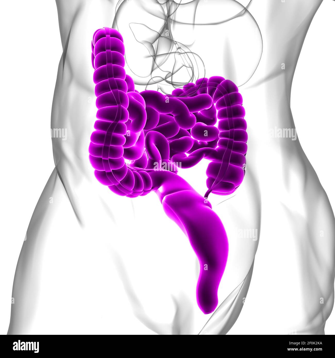 Illustrazione 3D dell'intestino tenue e dell'intestino tenue Anatomia ...