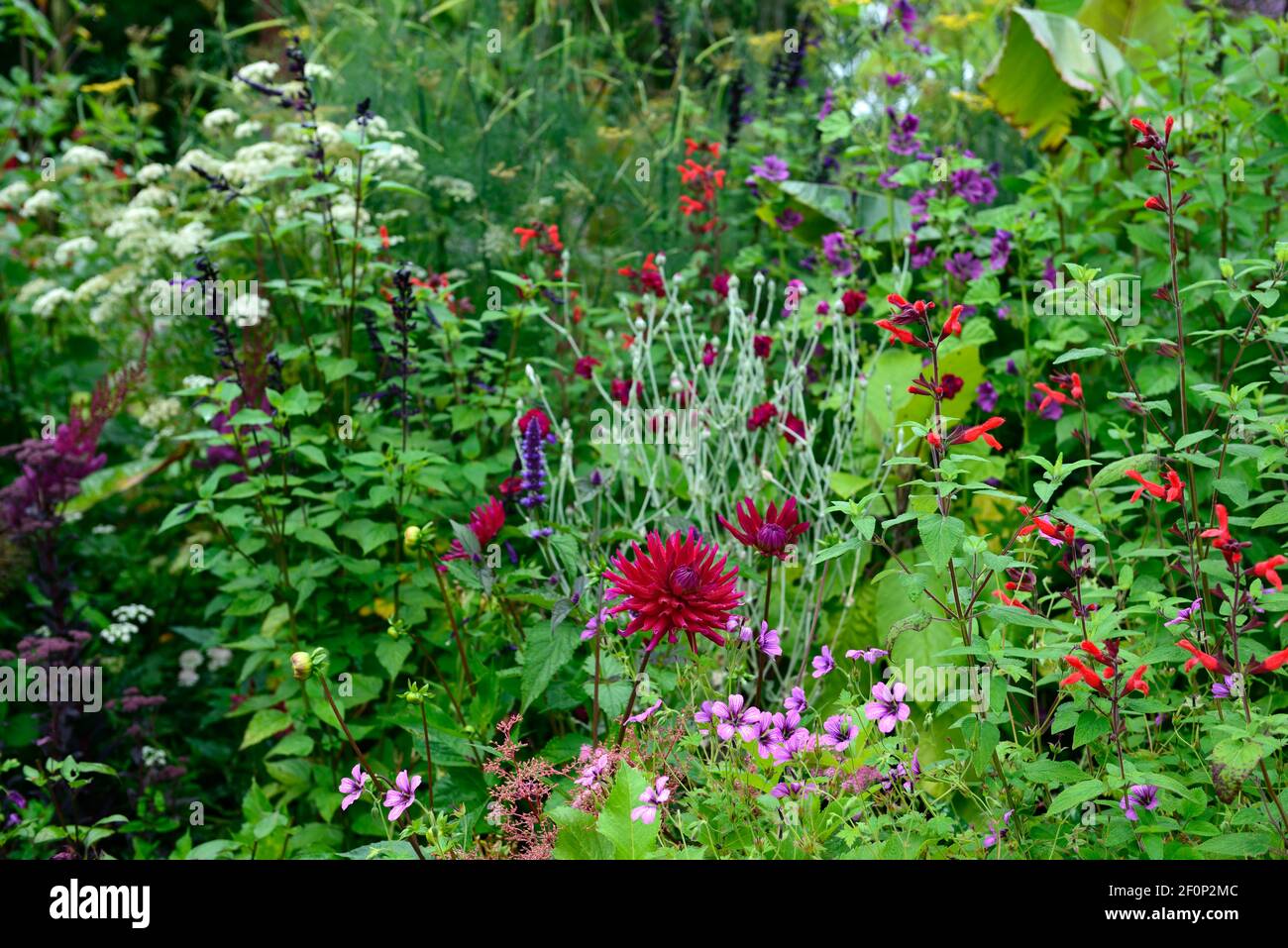 Cactus orfeo immagini e fotografie stock ad alta risoluzione - Alamy