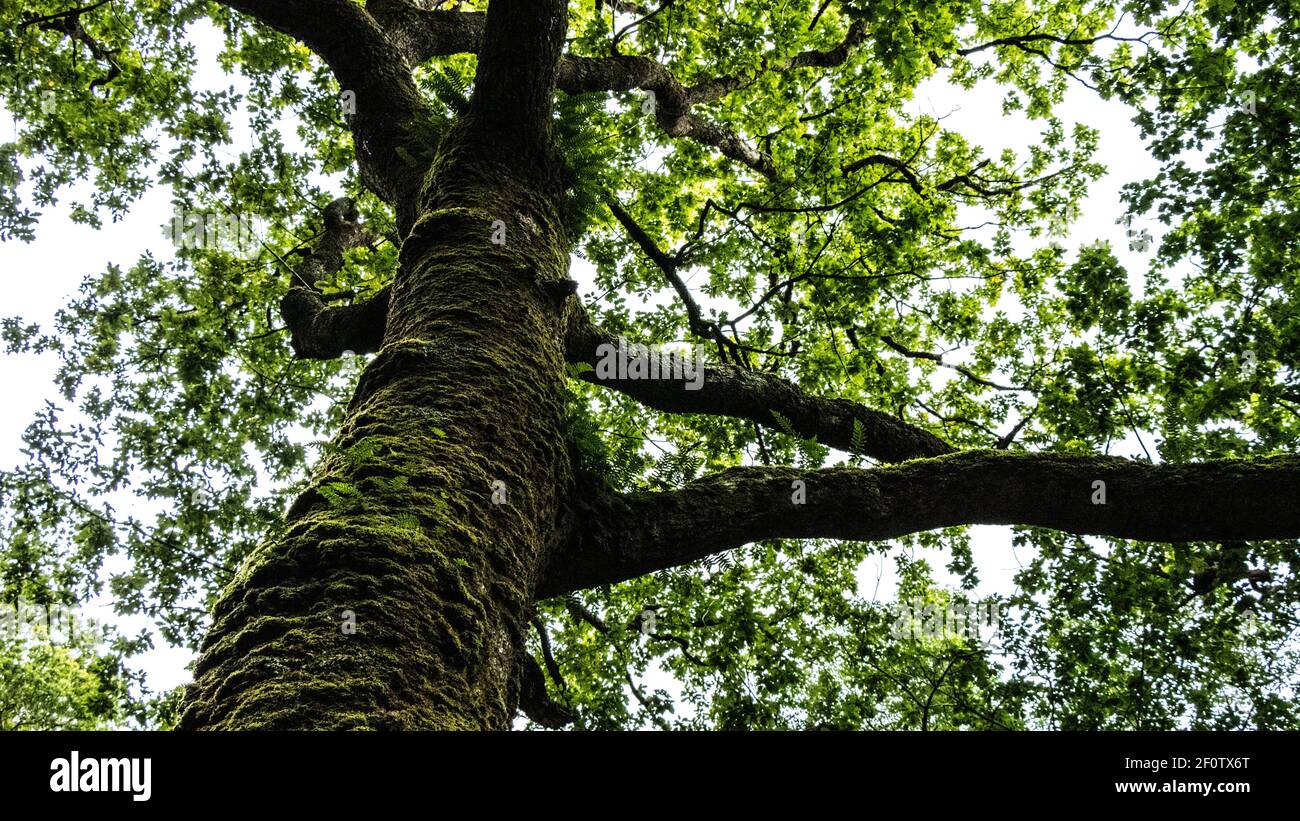 Albero verde e sguardo di montagna verde immagini e fotografie stock ad ...