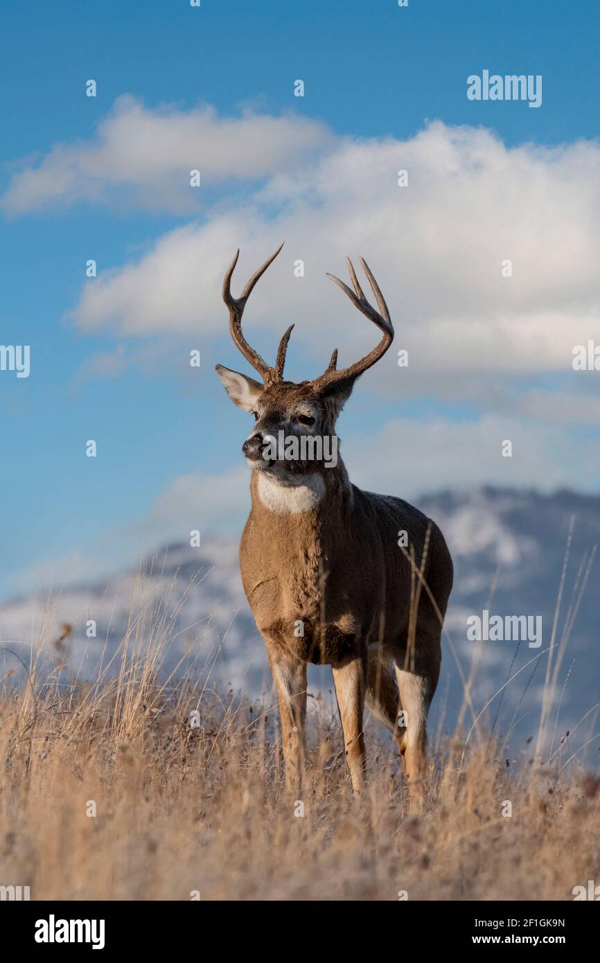 Fauna selvatica immagini e fotografie stock ad alta risoluzione - Alamy