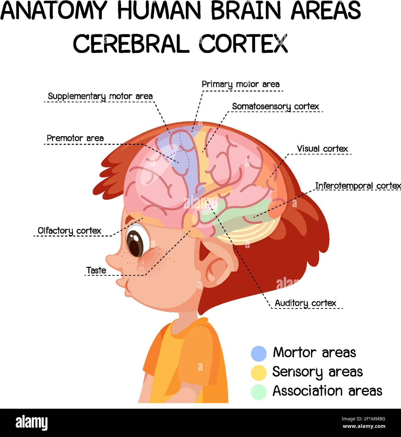 Anatomia aree cerebrali umane corteccia cerebrale con illustrazione ...