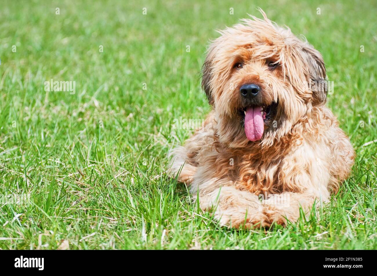 French shepherd dog immagini e fotografie stock ad alta risoluzione - Alamy