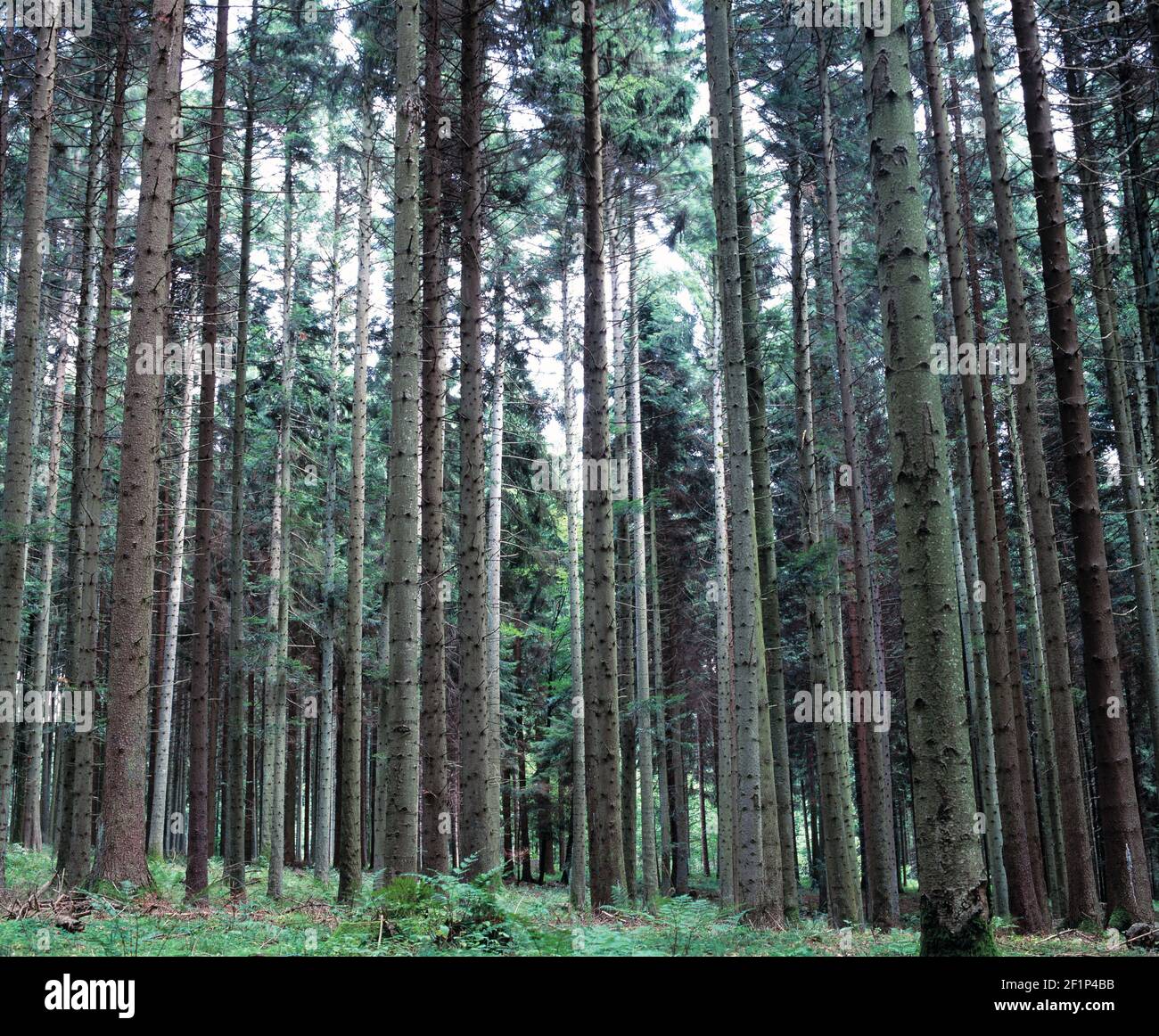 Alberi bosco bosco bosco immagini e fotografie stock ad alta ...