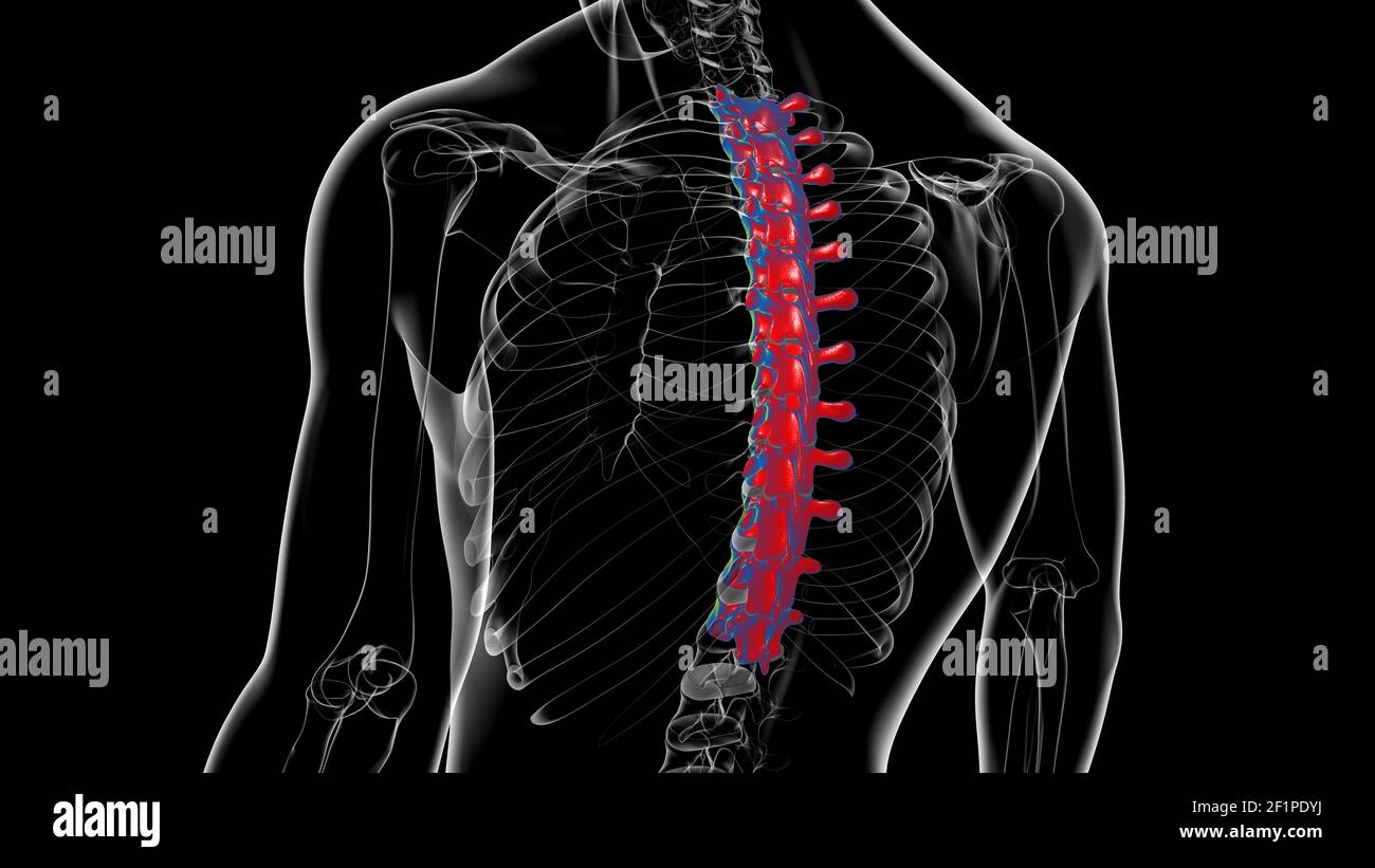 Colonna vertebrale scheletro umano Verteche toraciche Anatomia 3D Foto ...