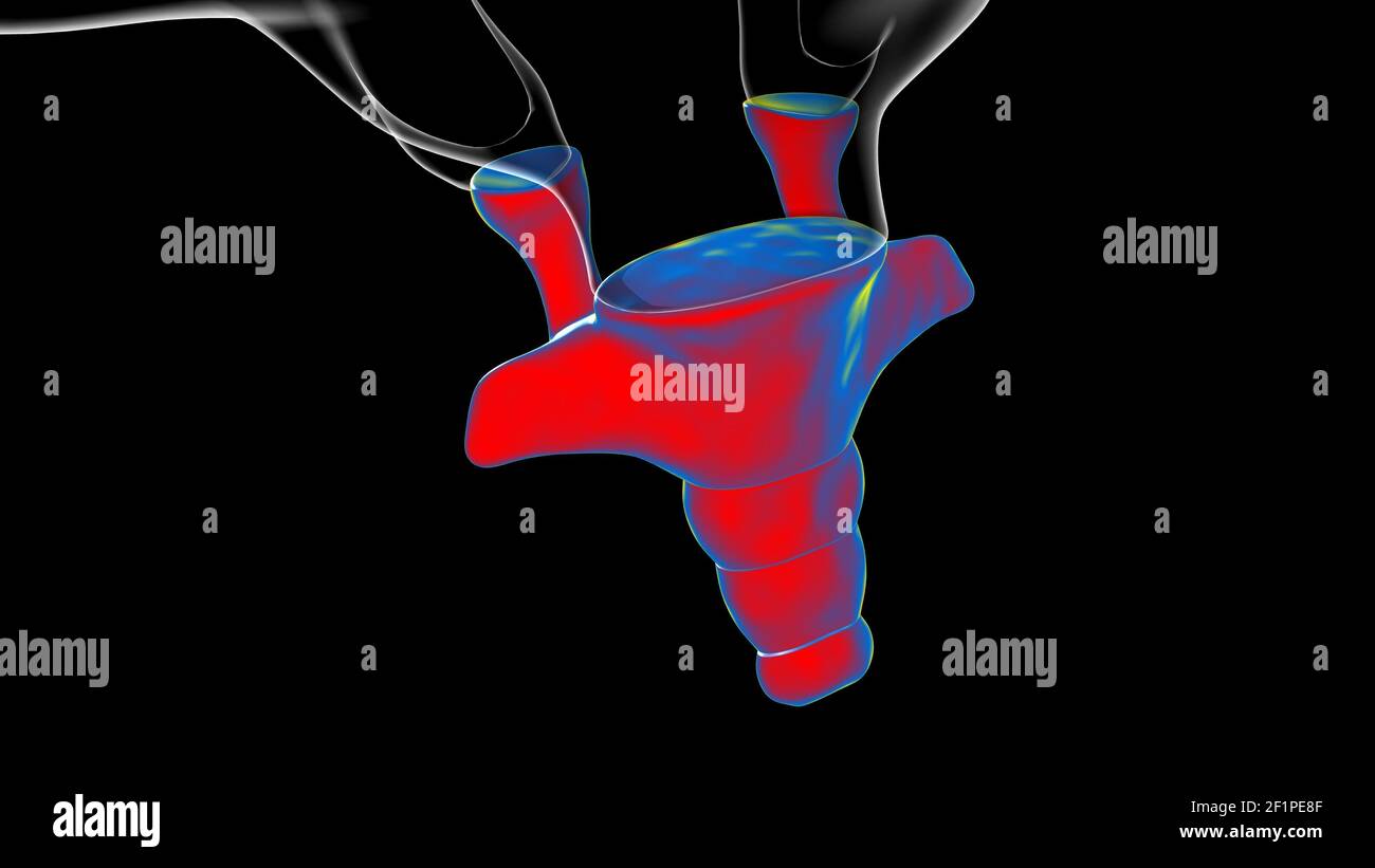 Anatomia Del Coccige O Dell'osso Della Coda Immagini e Fotos Stock - Alamy