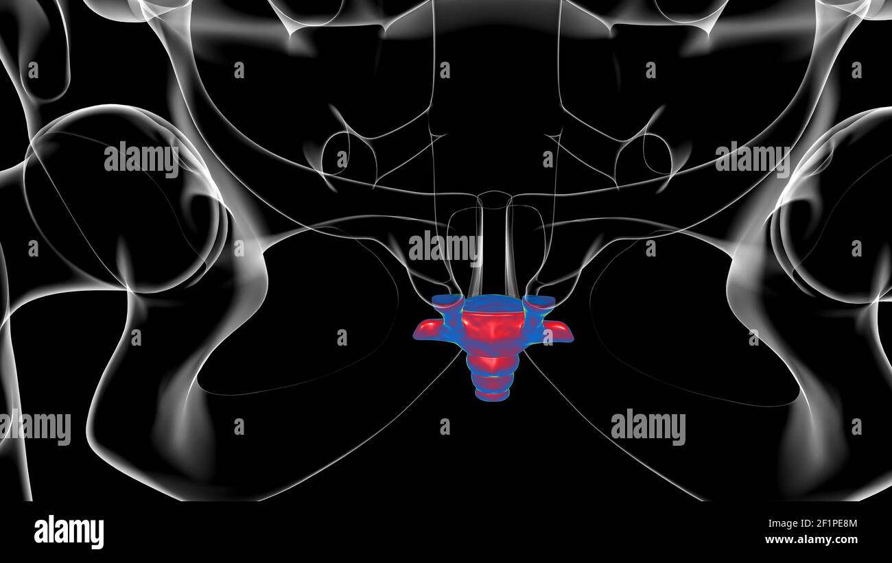 Anatomia Del Coccige O Dell'osso Della Coda Immagini e Fotos Stock - Alamy