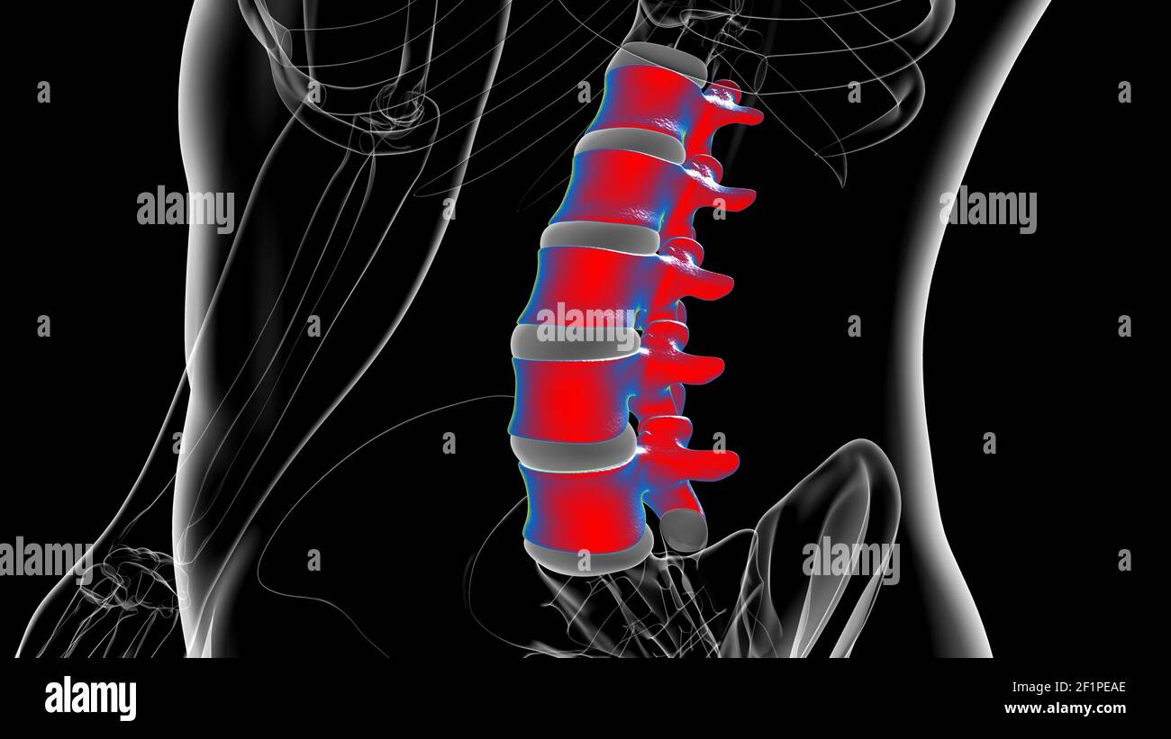 Colonna vertebrale scheletro umano vertebre lombare Anatomia 3D ...