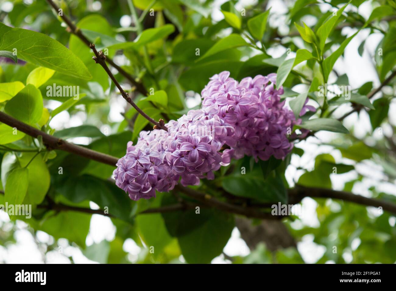 Viola tree immagini e fotografie stock ad alta risoluzione - Alamy