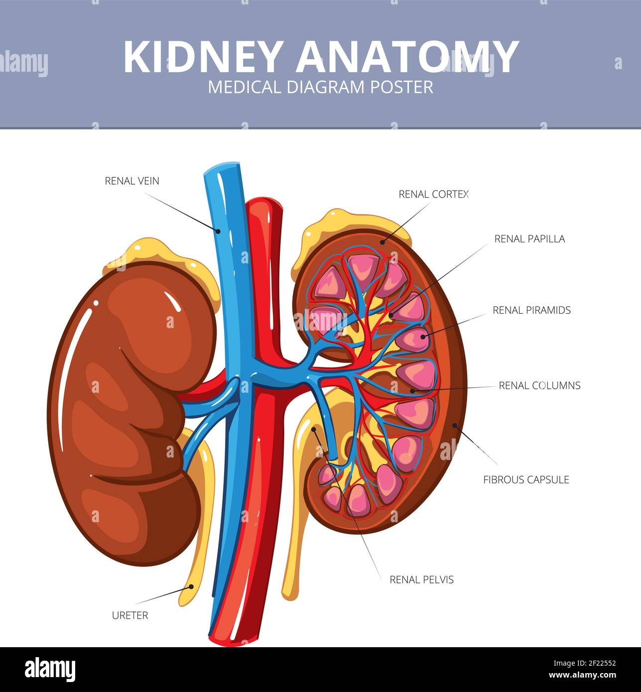 Poster del diagramma vettoriale per uso medico renale. Organo interno ...