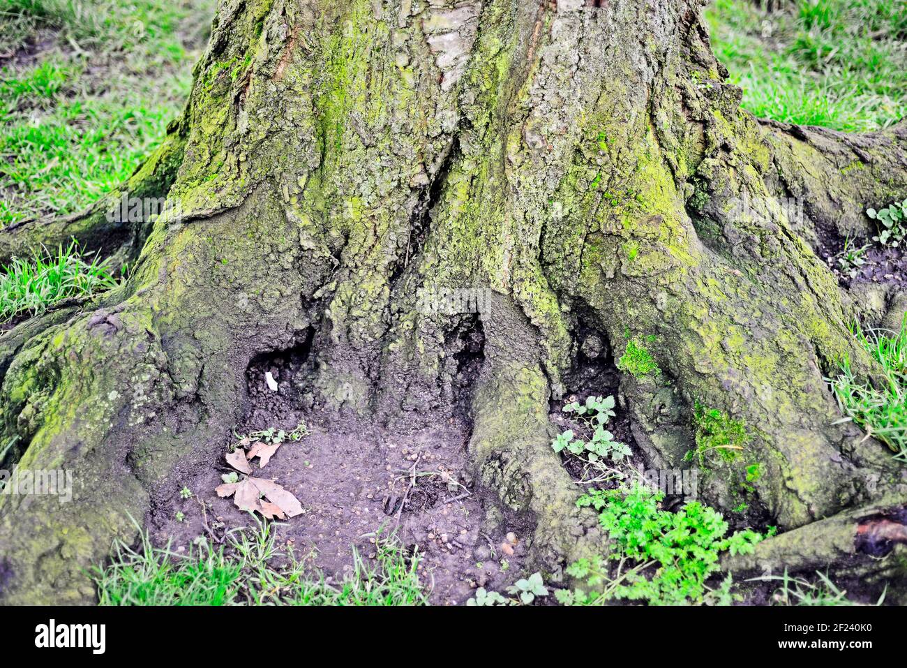 Radici dell'albero in superficie immagini e fotografie stock ad alta ...