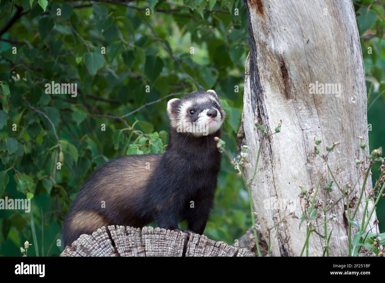 European ferret immagini e fotografie stock ad alta risoluzione - Alamy