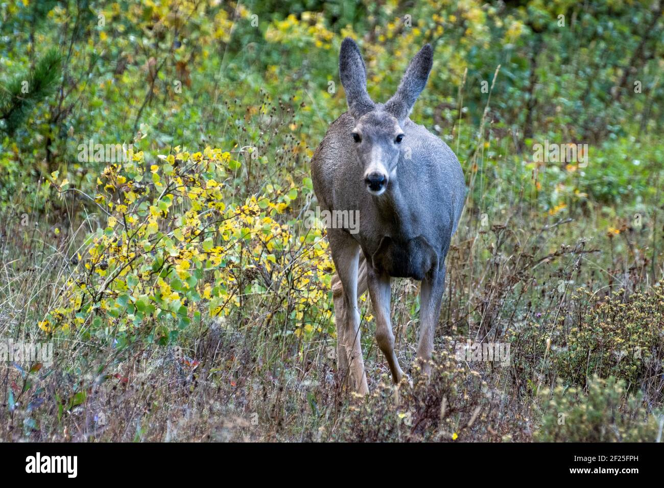 Cervo mulo femmina odocoileus hemionus immagini e fotografie stock ad ...