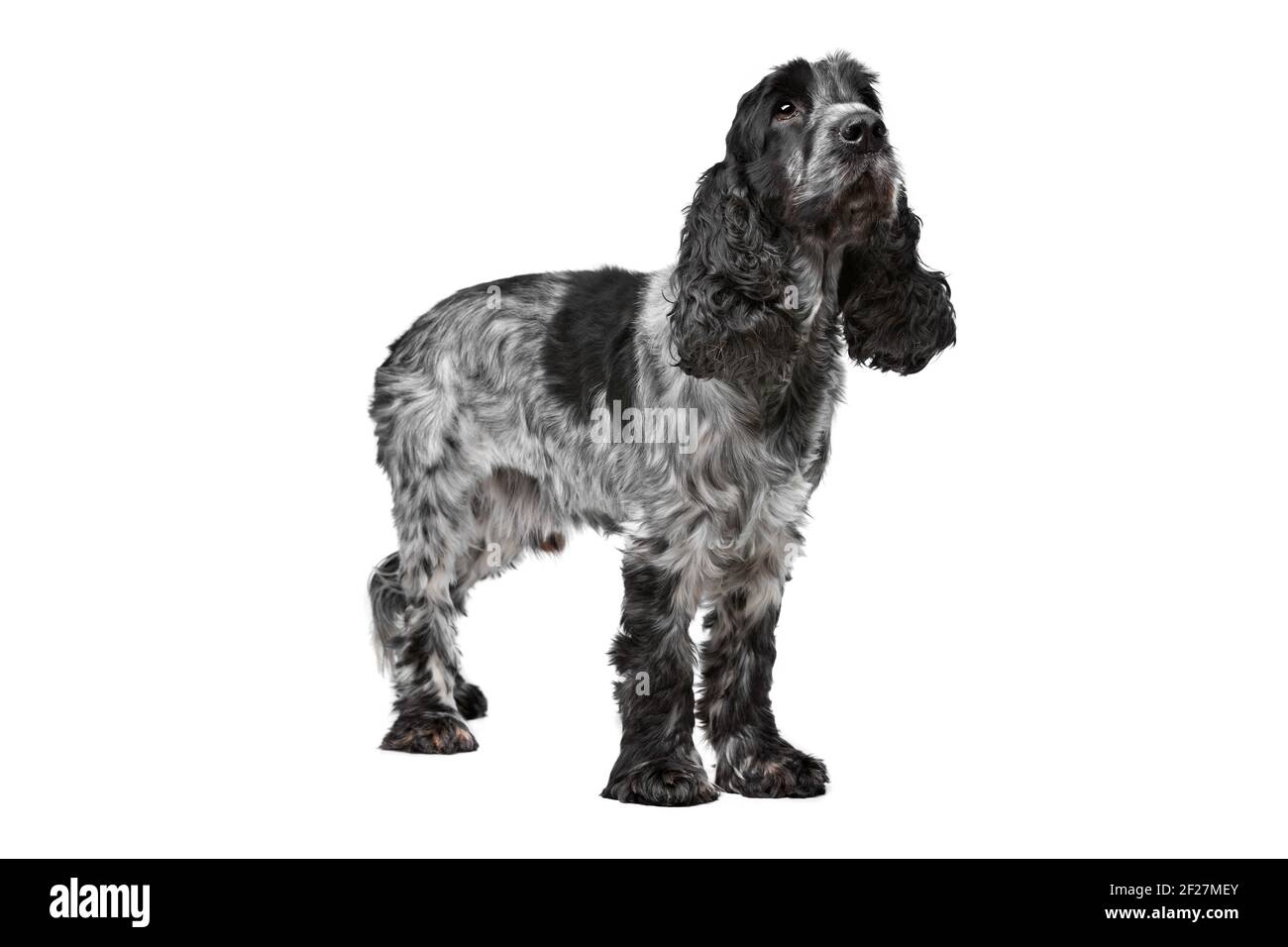 Roano blu immagini e fotografie stock ad alta risoluzione - Alamy