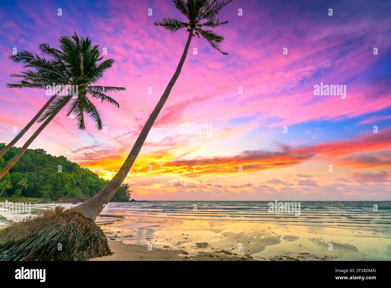 Palma Dell'isola Immagini e Fotos Stock - Alamy