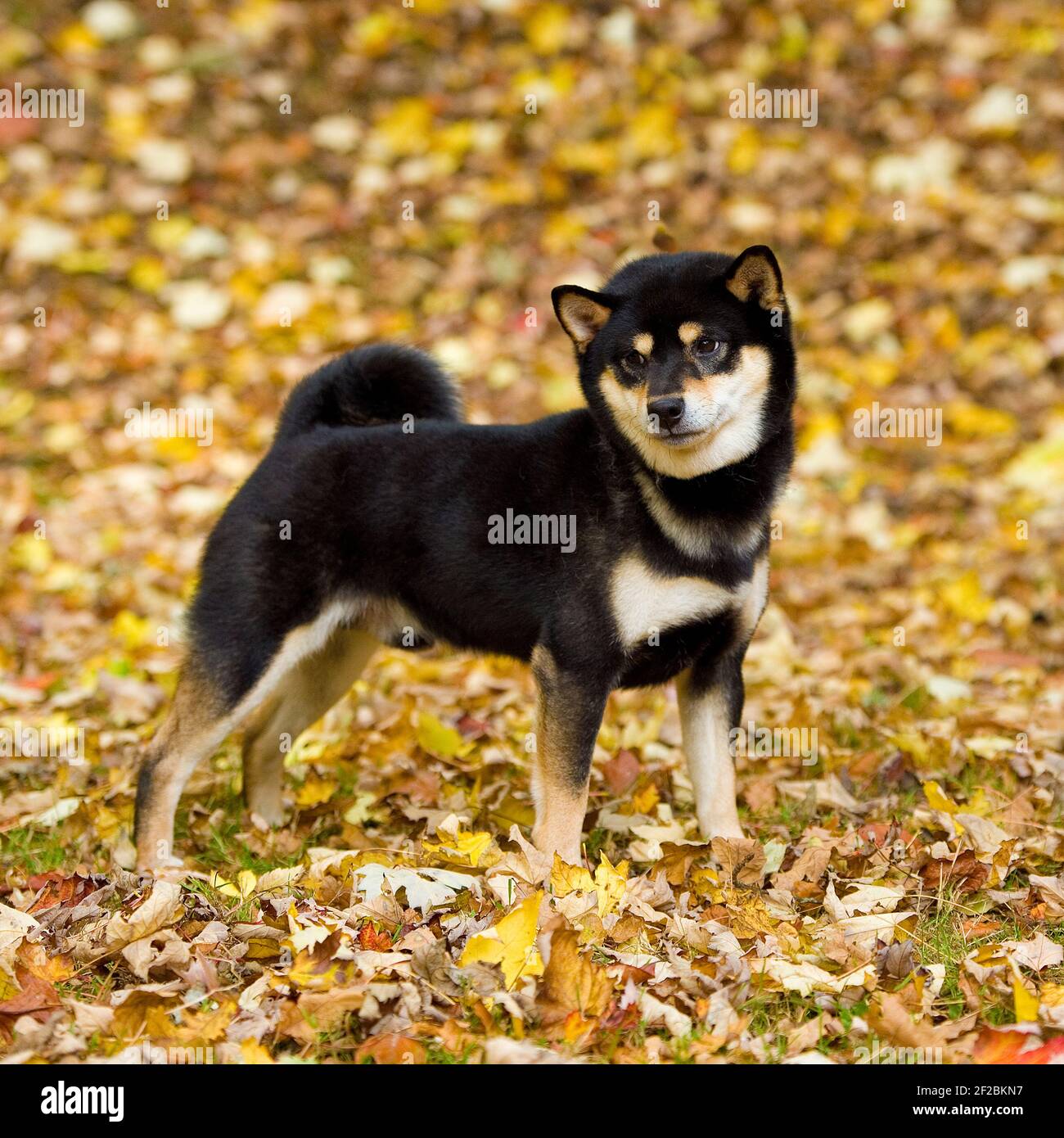 Shiba inu immagini e fotografie stock ad alta risoluzione - Alamy