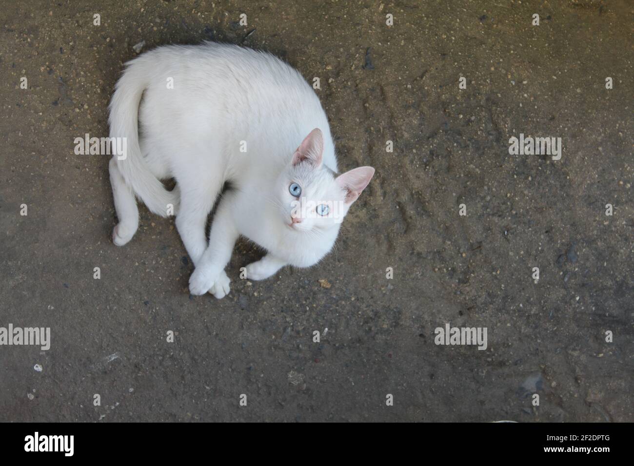 Anatomia gatto immagini e fotografie stock ad alta risoluzione - Alamy