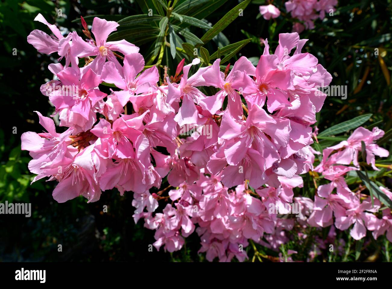 Albero di oleandro nerium immagini e fotografie stock ad alta ...