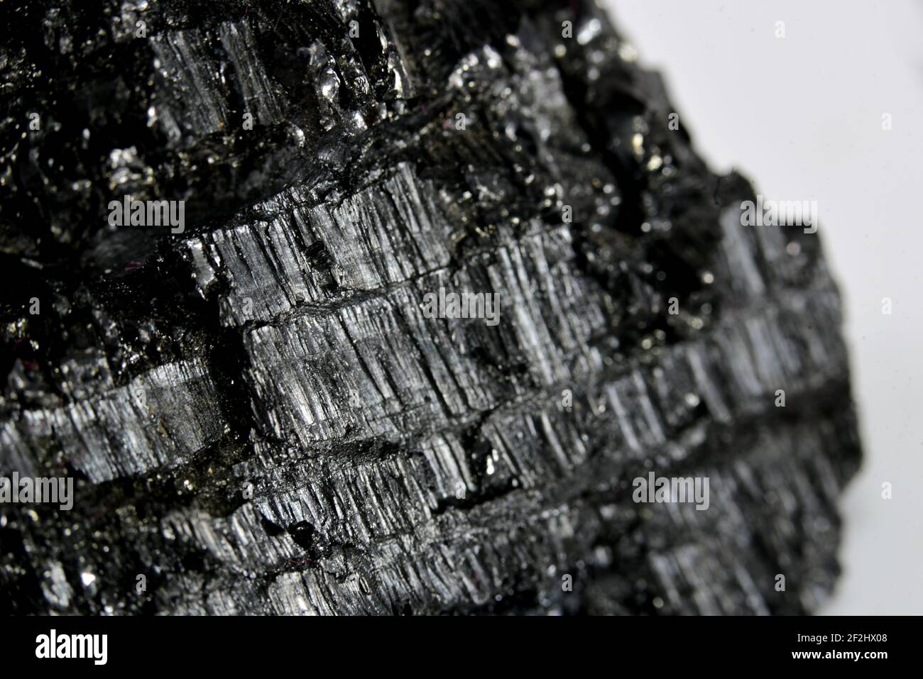 Campione fossile immagini e fotografie stock ad alta risoluzione - Alamy