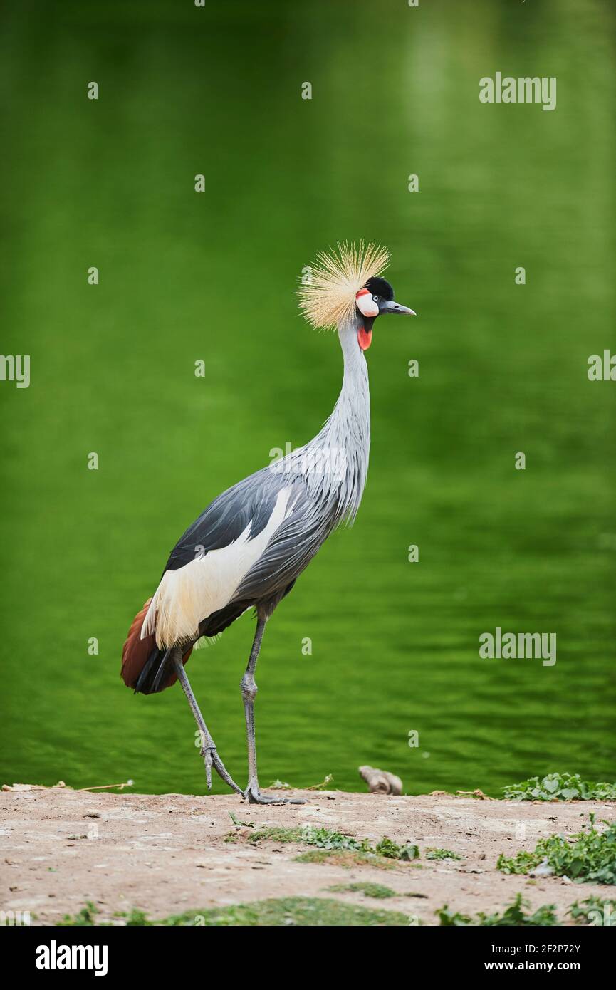 Gru coronata grigia o gru incoronata africana immagini e fotografie ...