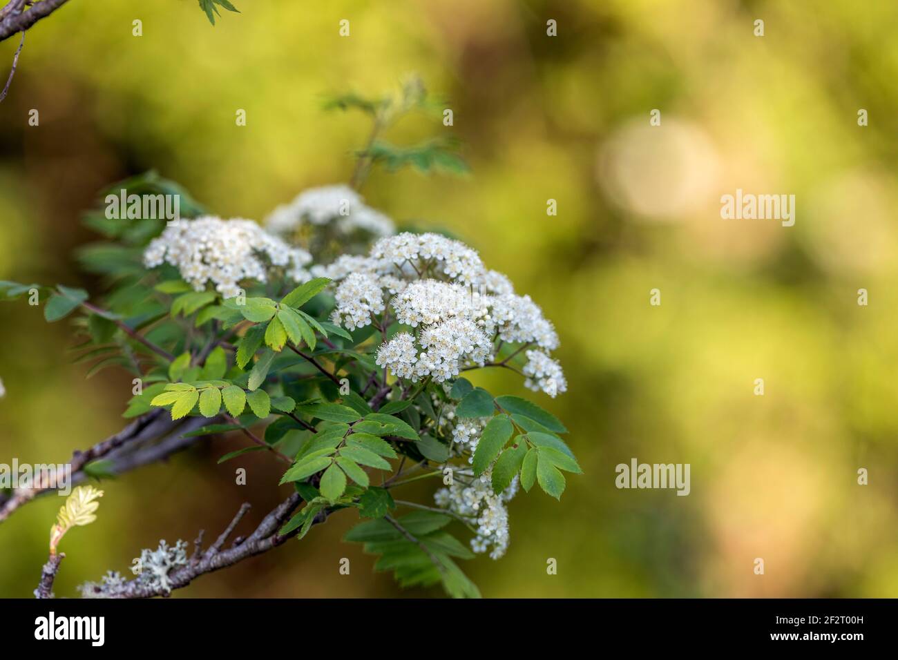 Sorbo albero sorbus aucuparia immagini e fotografie stock ad alta ...