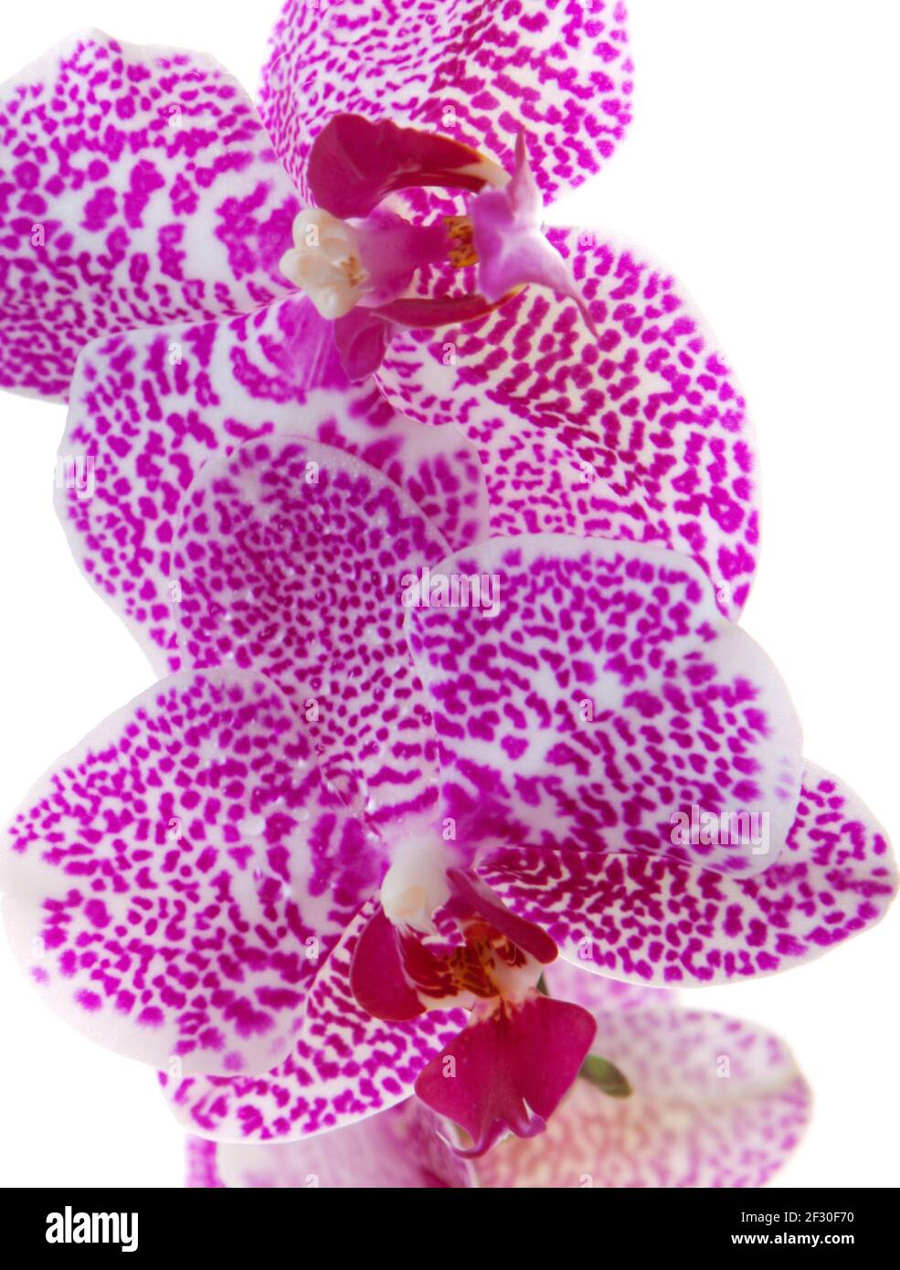 Ramo di orchidea immagini e fotografie stock ad alta risoluzione - Alamy