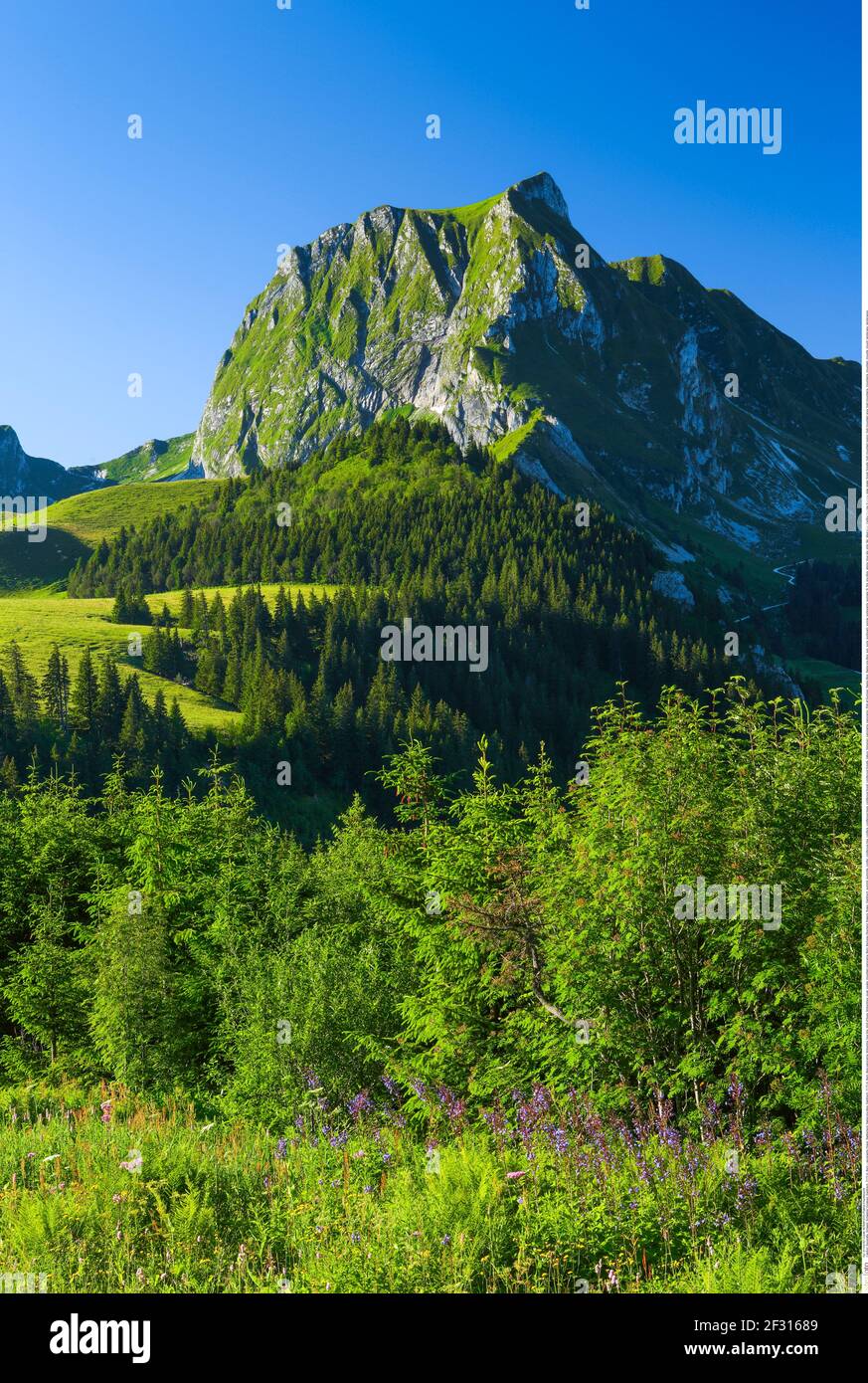 Pre foreste immagini e fotografie stock ad alta risoluzione - Alamy