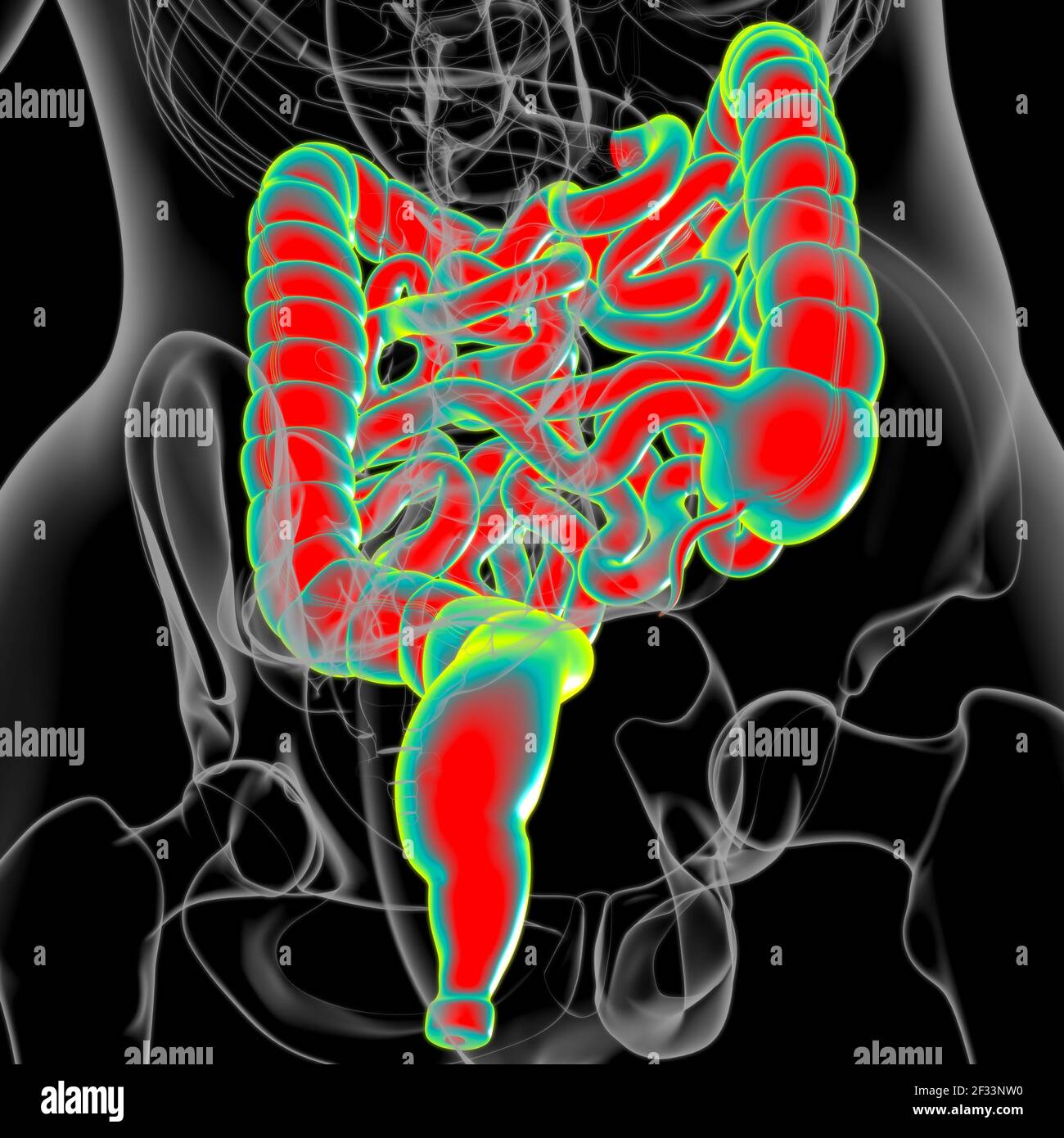 Illustrazione 3D dell'intestino tenue e dell'intestino tenue Anatomia ...
