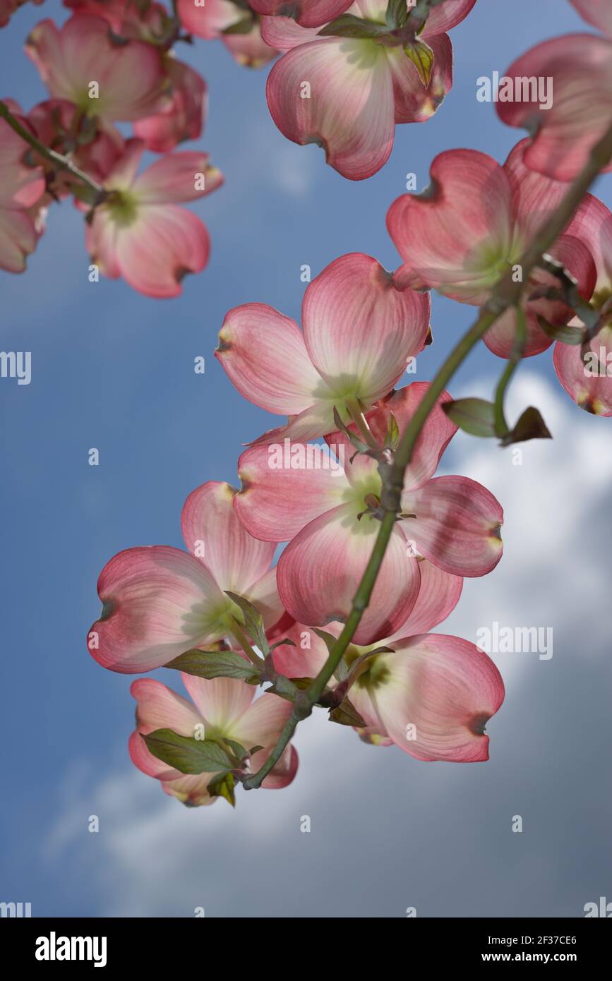 Alberi di cornioli rosa immagini e fotografie stock ad alta risoluzione ...