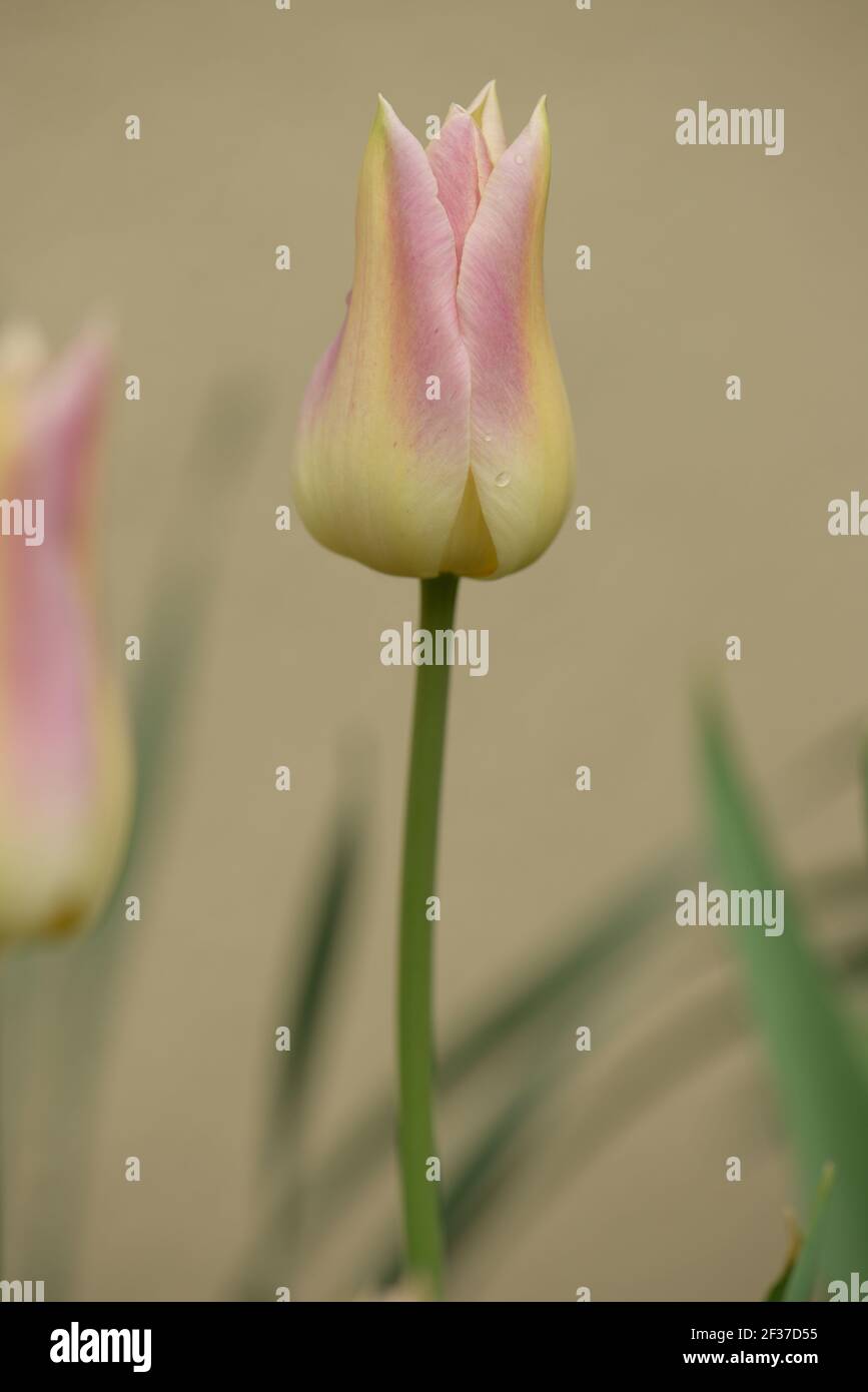 Sfondo neutro immagini e fotografie stock ad alta risoluzione - Alamy