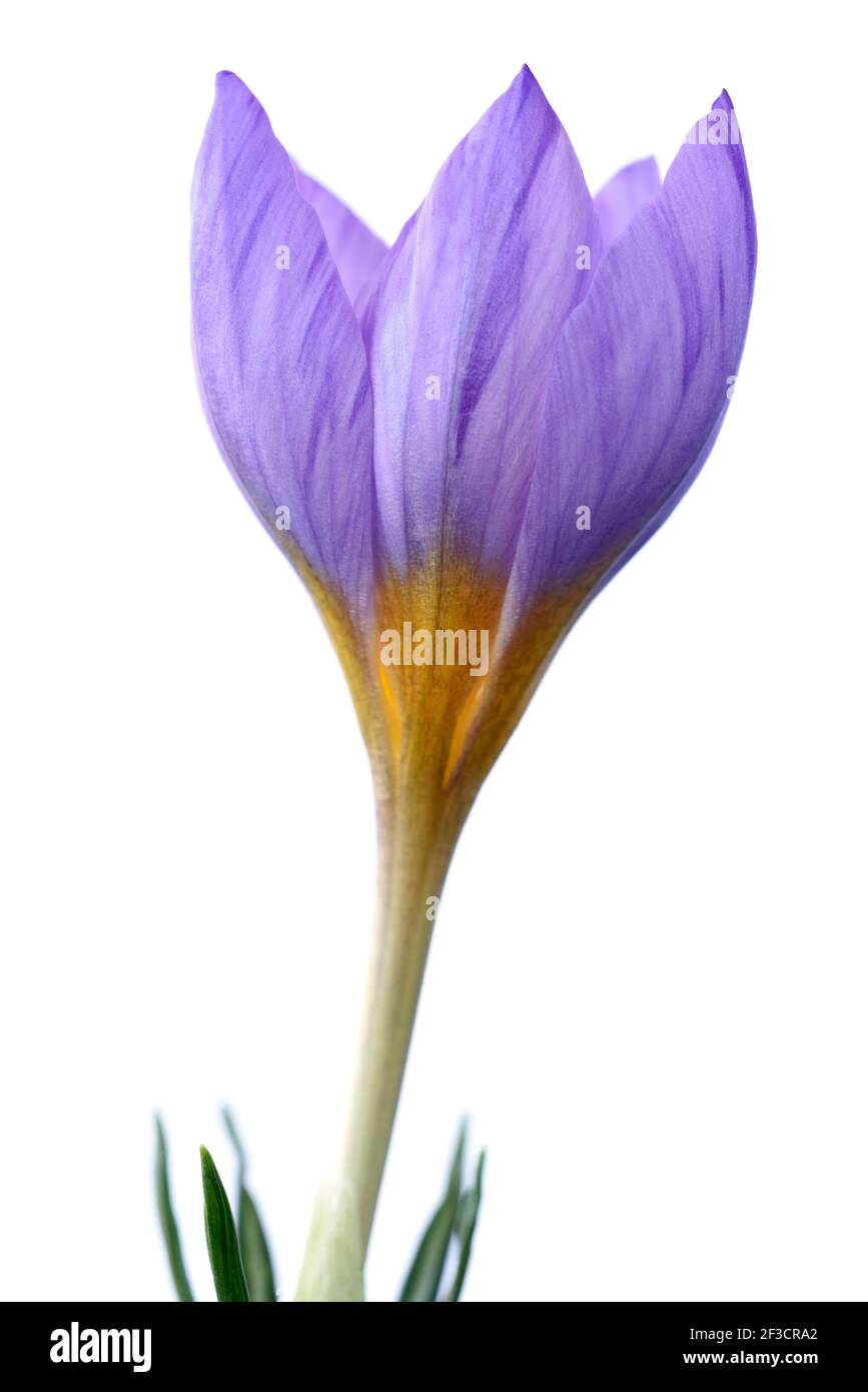 Inverno di fiori di croco immagini e fotografie stock ad alta ...