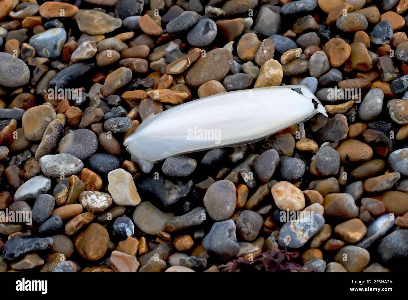 Osso di seppia immagini e fotografie stock ad alta risoluzione - Alamy