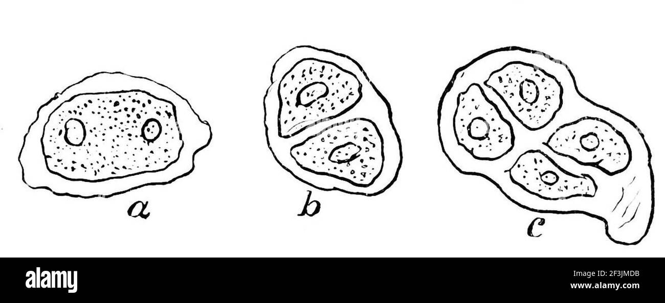 Divisioni cellulari immagini e fotografie stock ad alta risoluzione - Alamy