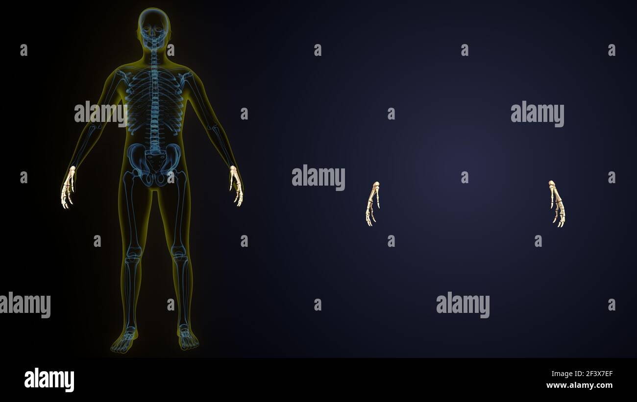 Anatomia dello scheletro assiale immagini e fotografie stock ad alta ...