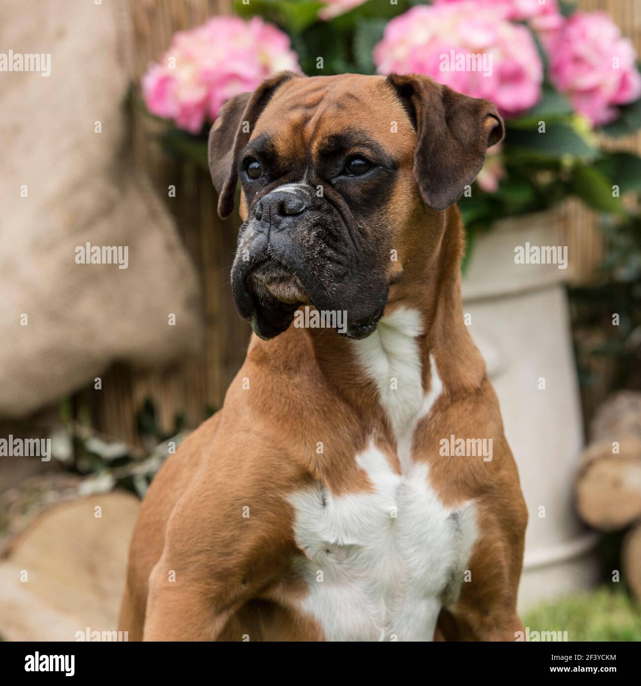 Boxer dog standing immagini e fotografie stock ad alta risoluzione - Alamy