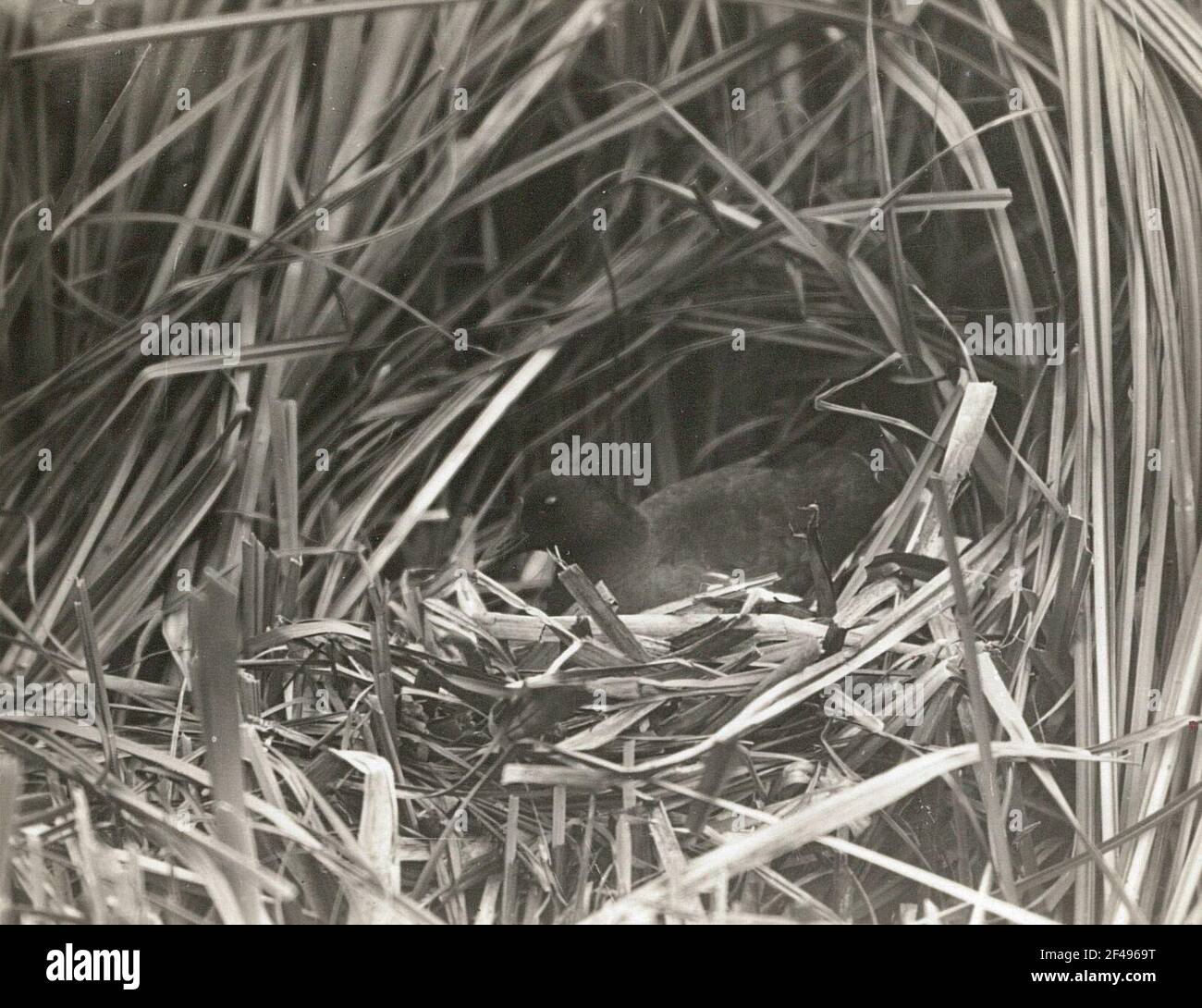 Pollo da laghetto di dimensioni verdi (Gallinula Chloropus L ...