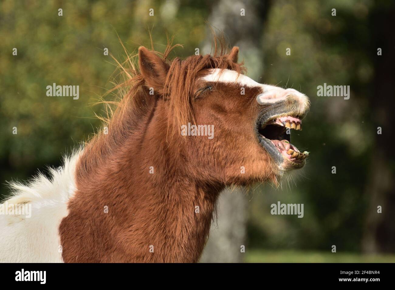 Antiche razze di pony immagini e fotografie stock ad alta risoluzione ...